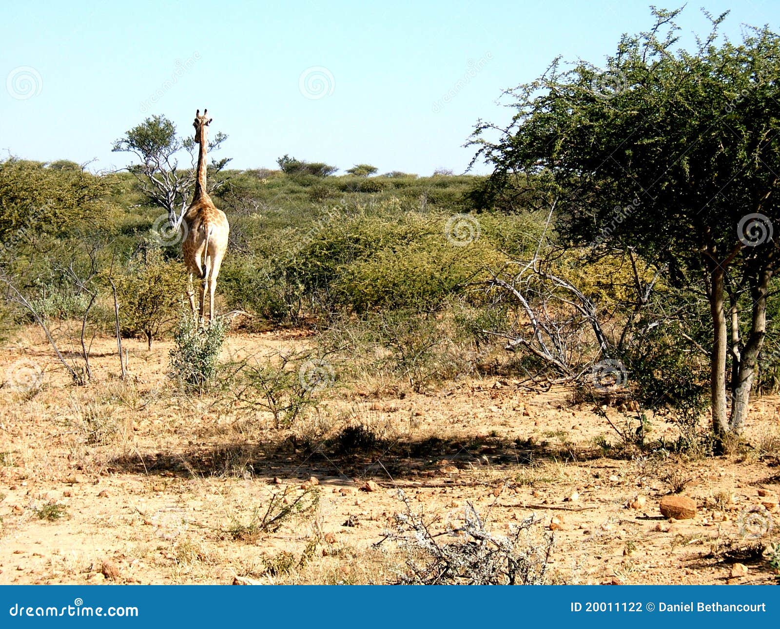 Kalahari Giraffe 1 stock photo. Image of wildlife, hunting - 20011122