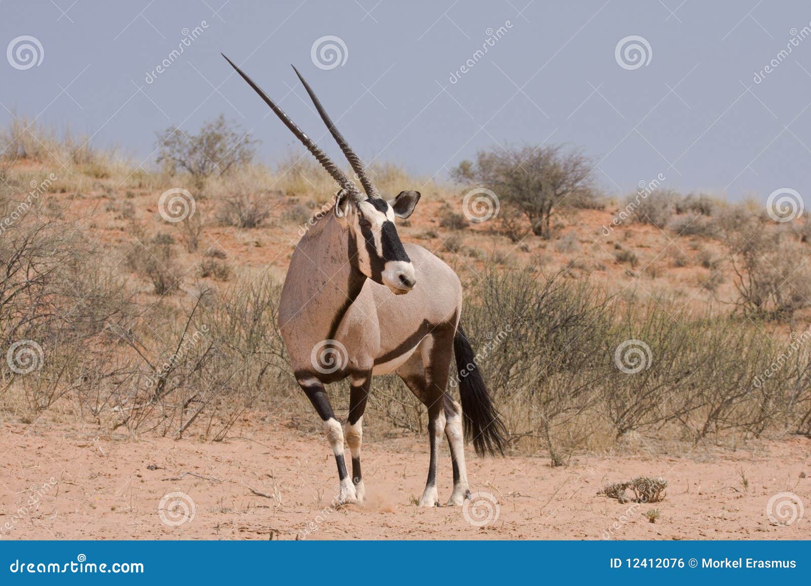Kalahari Oryx (Oryx Gazella) Stock Photo - Image of trophy, herbivore ...