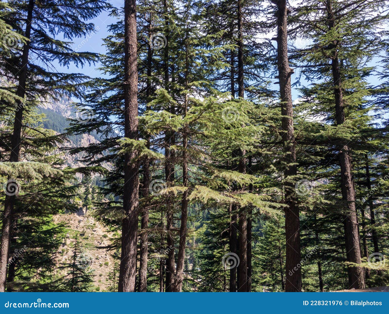 Kalam Swat Valley Cedar Forest Stock Photo - Image of picturesque ...