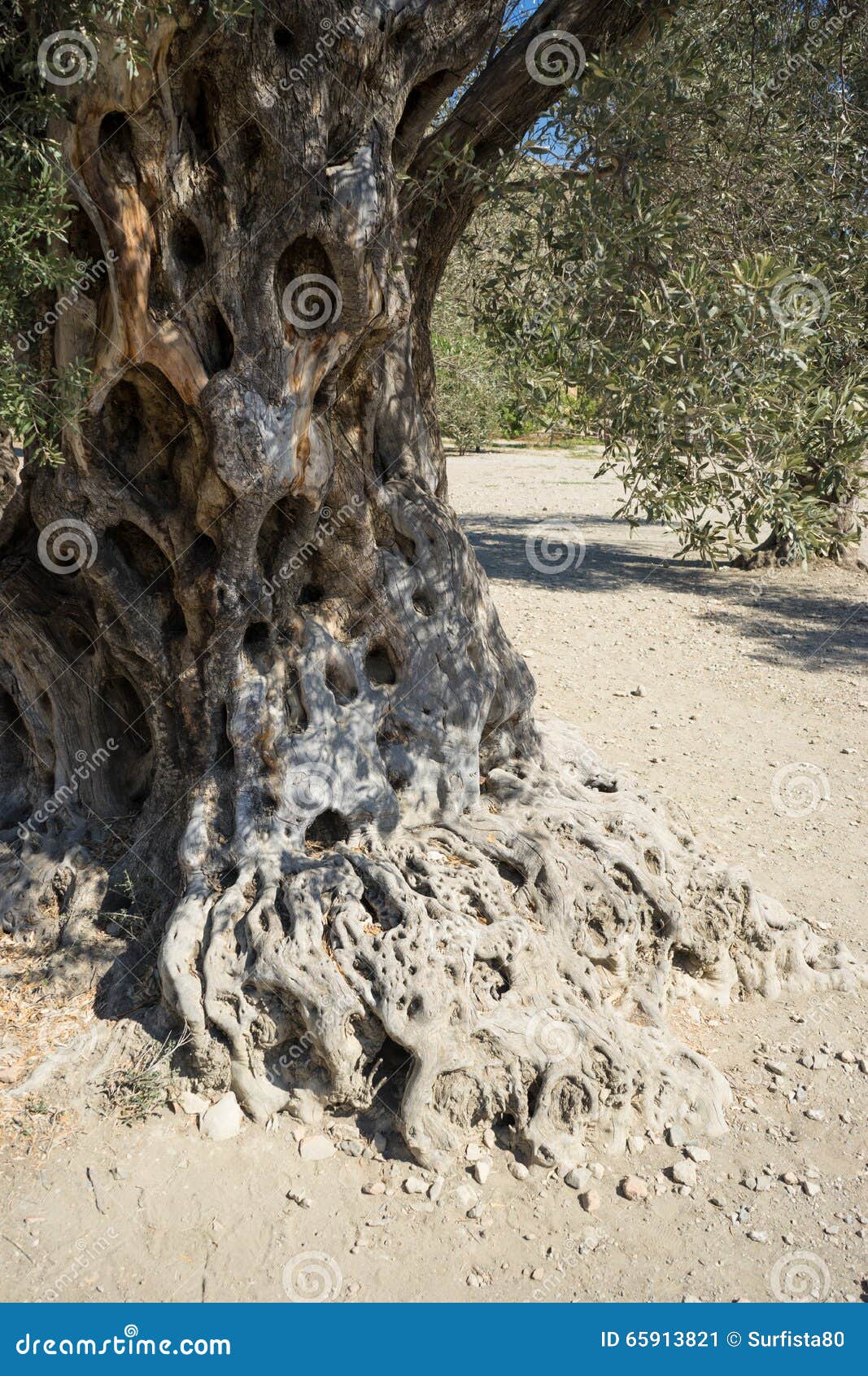 Kalamata olive tree stock image. Image of tree, kalamata - 65913821