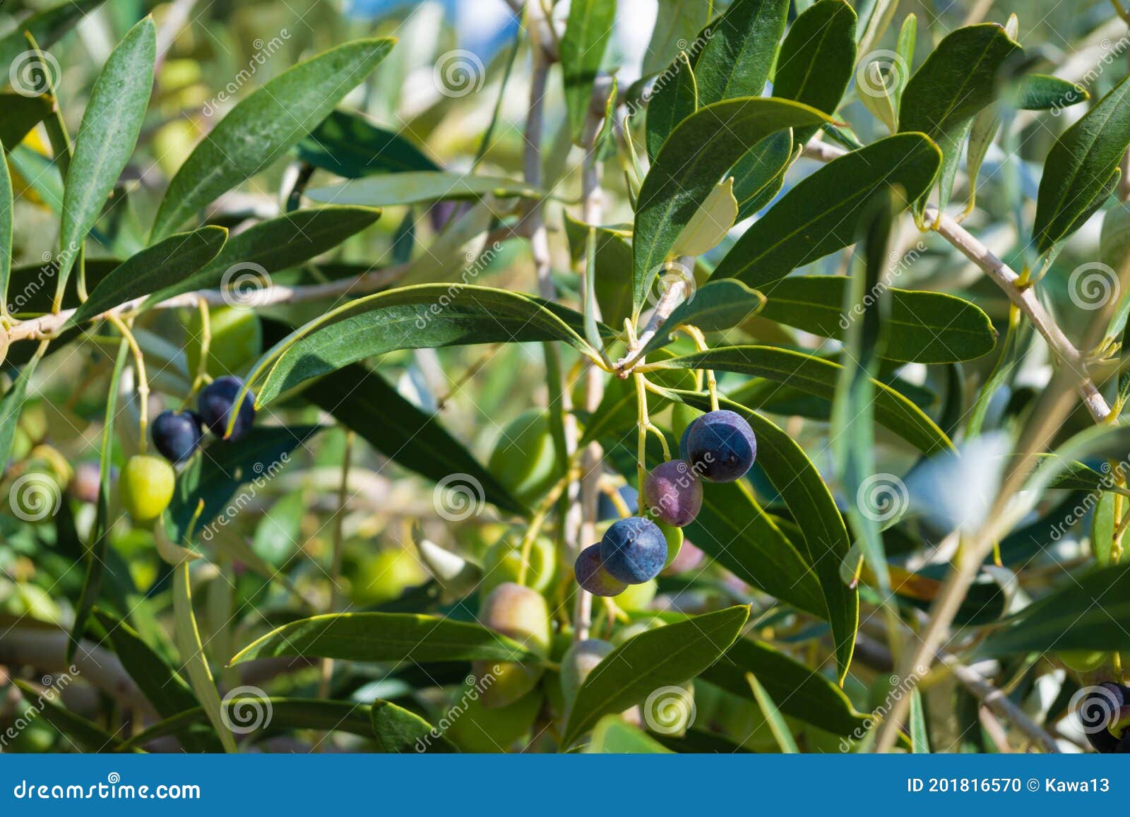Kalamata Olives on a Tree Branch Stock Photo - Image of fresh, close ...