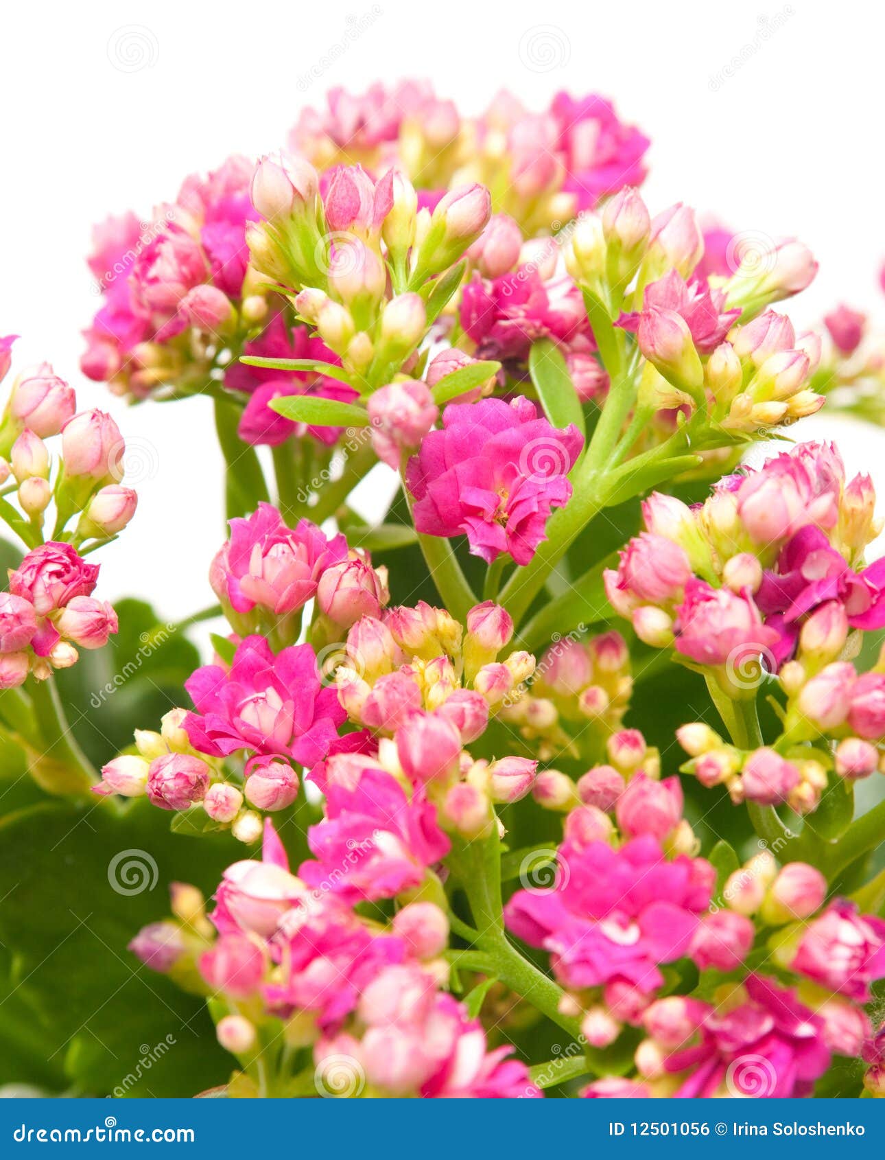 Kalanchoe stock photo. Image of nature, close, leaf, decoration - 12501056