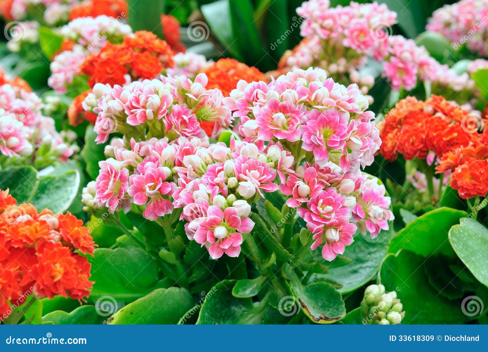 Kalanchoe Calandiva花 库存图片. 图片 包括有 词根, 五颜六色, 雌蕊, 自然, 开花 - 33618309