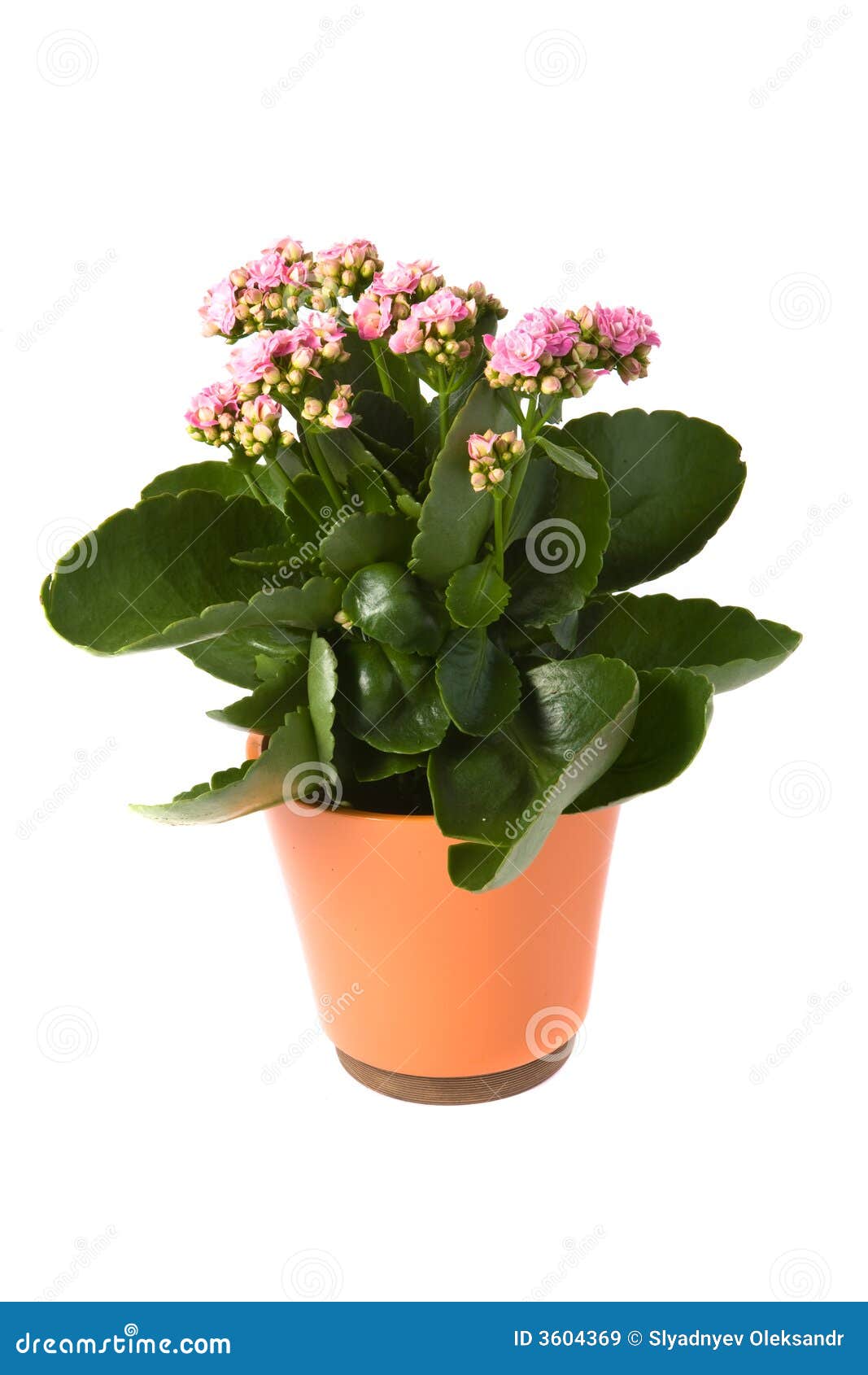 Kalanchoe Calandiva stock image. Image of natural, flora - 3604369