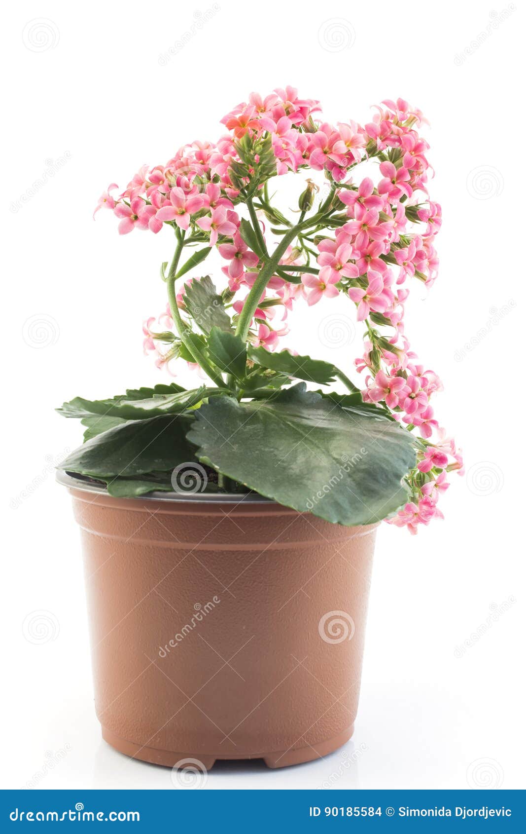 Kalanchoe Cor-de-rosa Em Pasta Foto de Stock - Imagem de frescor, flor ...