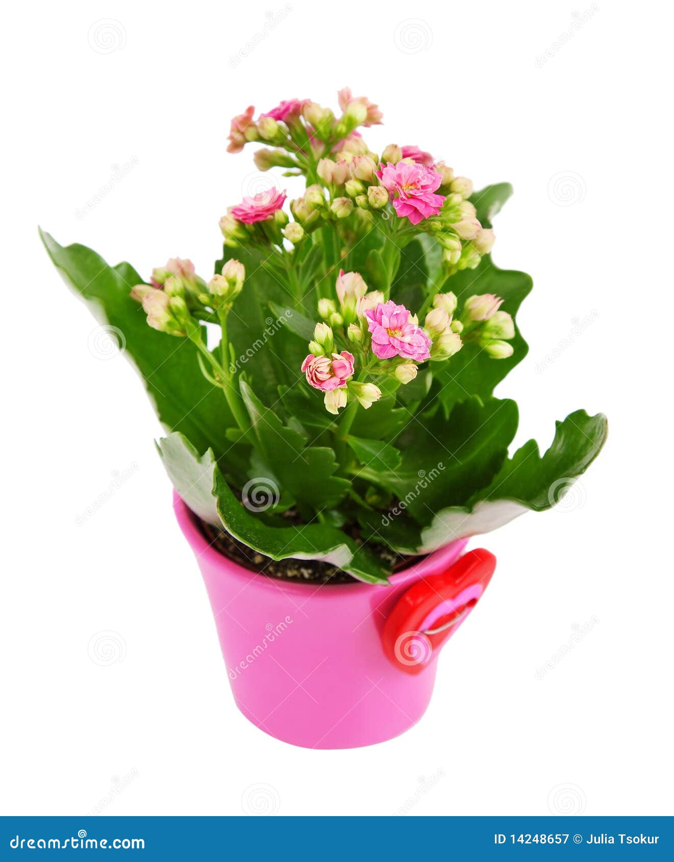 Kalanchoe flower in pot . stock image. Image of botany - 14248657