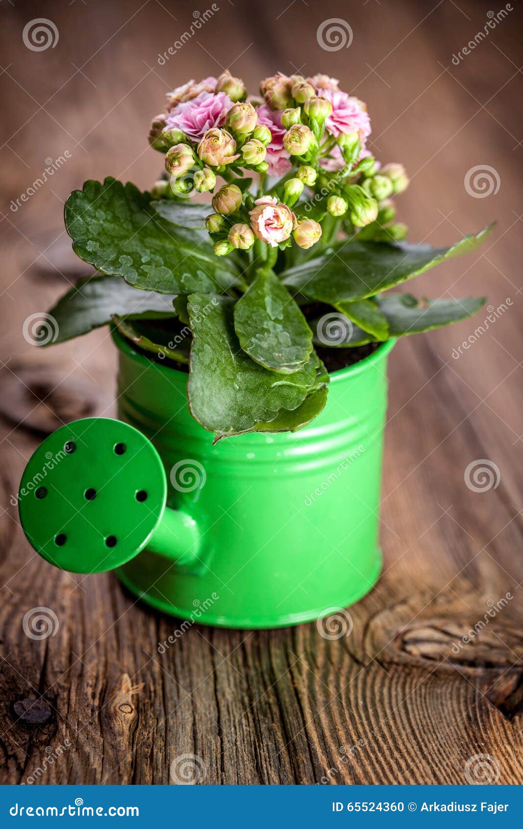 Kalanchoe Flower in a Water-pot Stock Photo - Image of closeup, flower ...