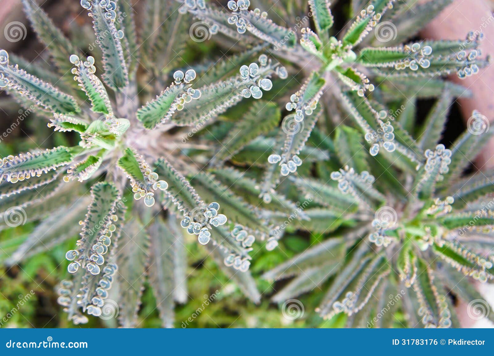 Kalanchoe-pinnata stockfoto. Bild von betrieb, einzeln - 31783176