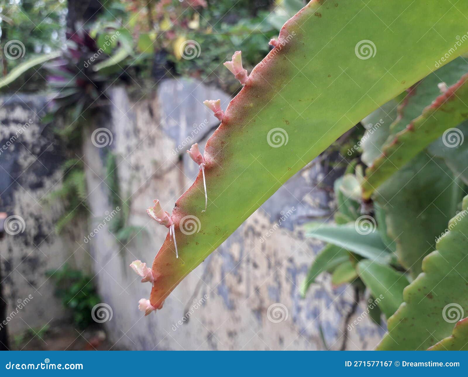 Kalanchoe Pinnata or the Miracle Leaf Plant Sprouts through Its Leaves ...