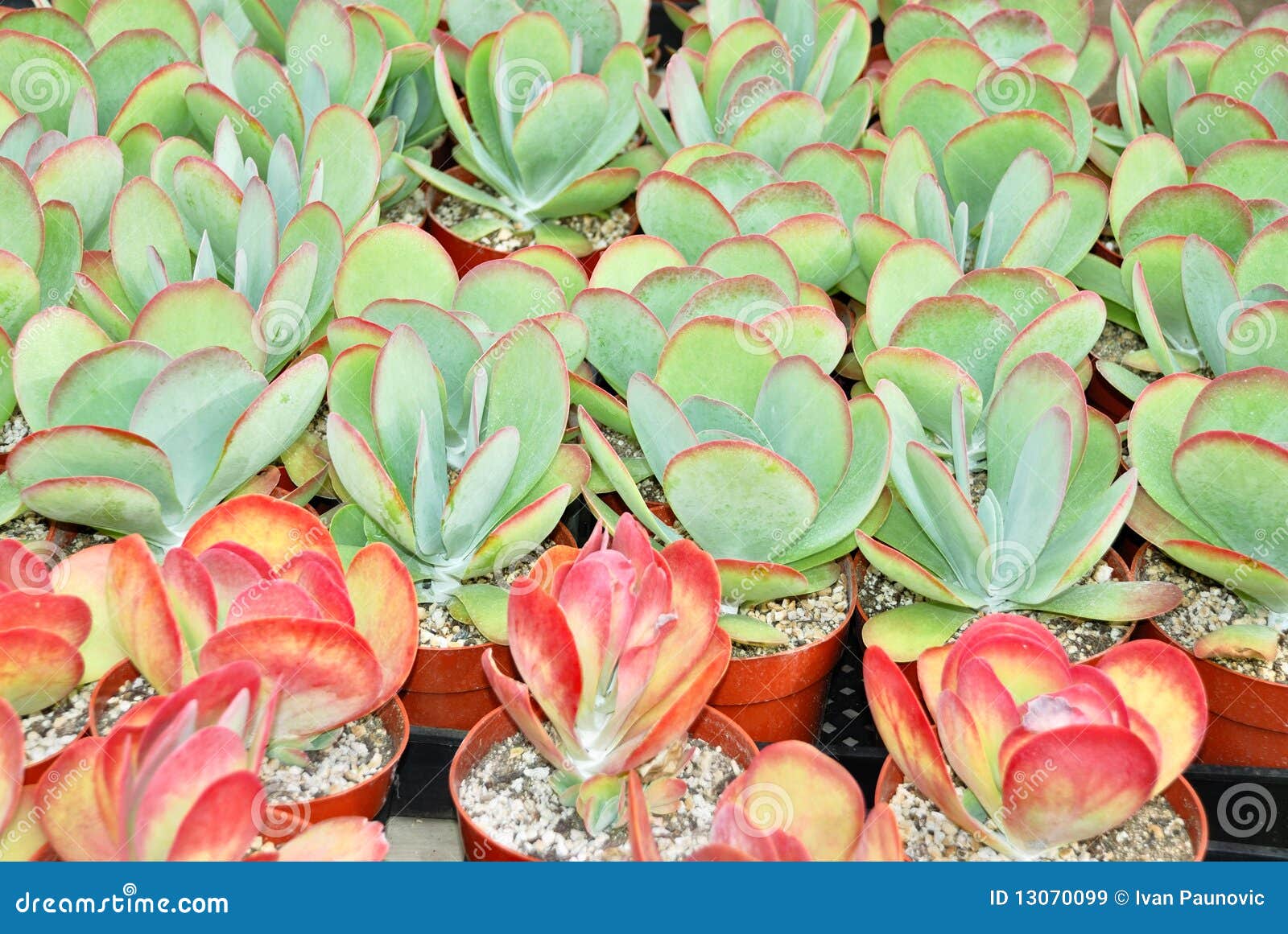 Kalanchoe thyrsiflora stock image. Image of botanical - 13070099