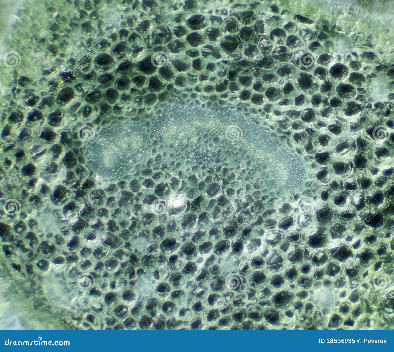 Kalanchoe Under the Microscope, Background. (Kalanchoe) Stock Image ...