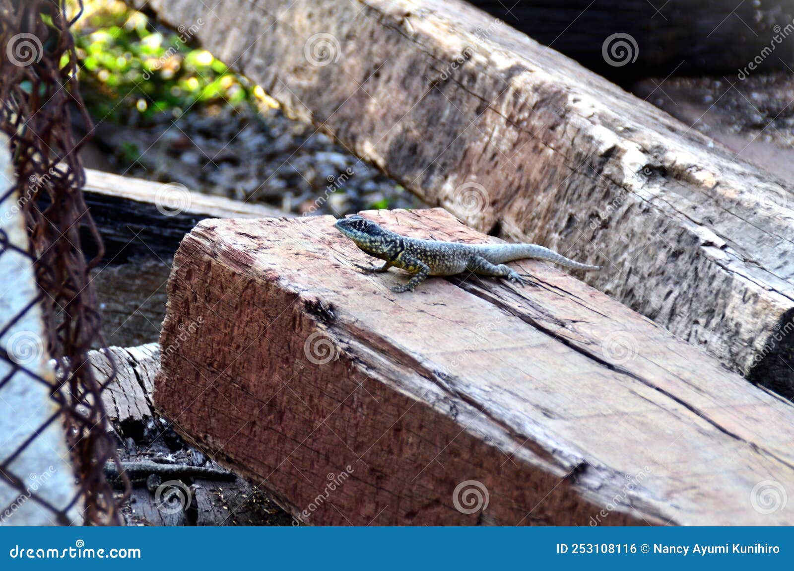 A Kalango Standing on Top of the Wood Stock Photo - Image of wood ...