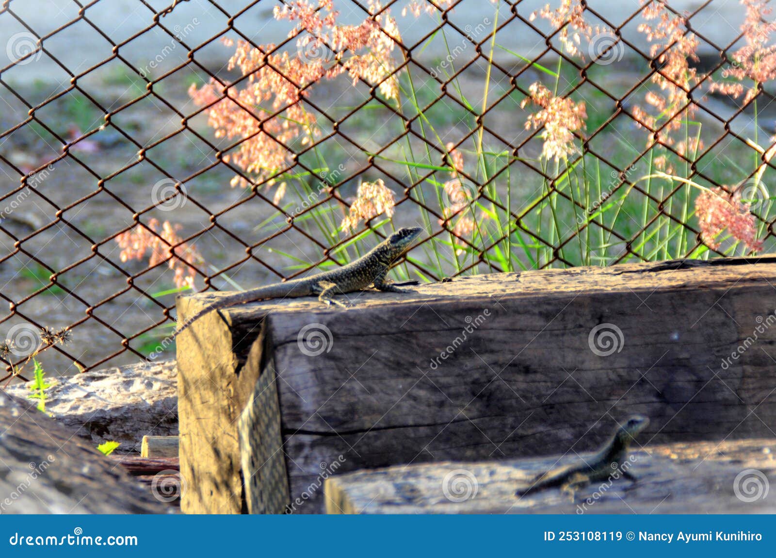 Kalango Stock Photos - Free & Royalty-Free Stock Photos from Dreamstime