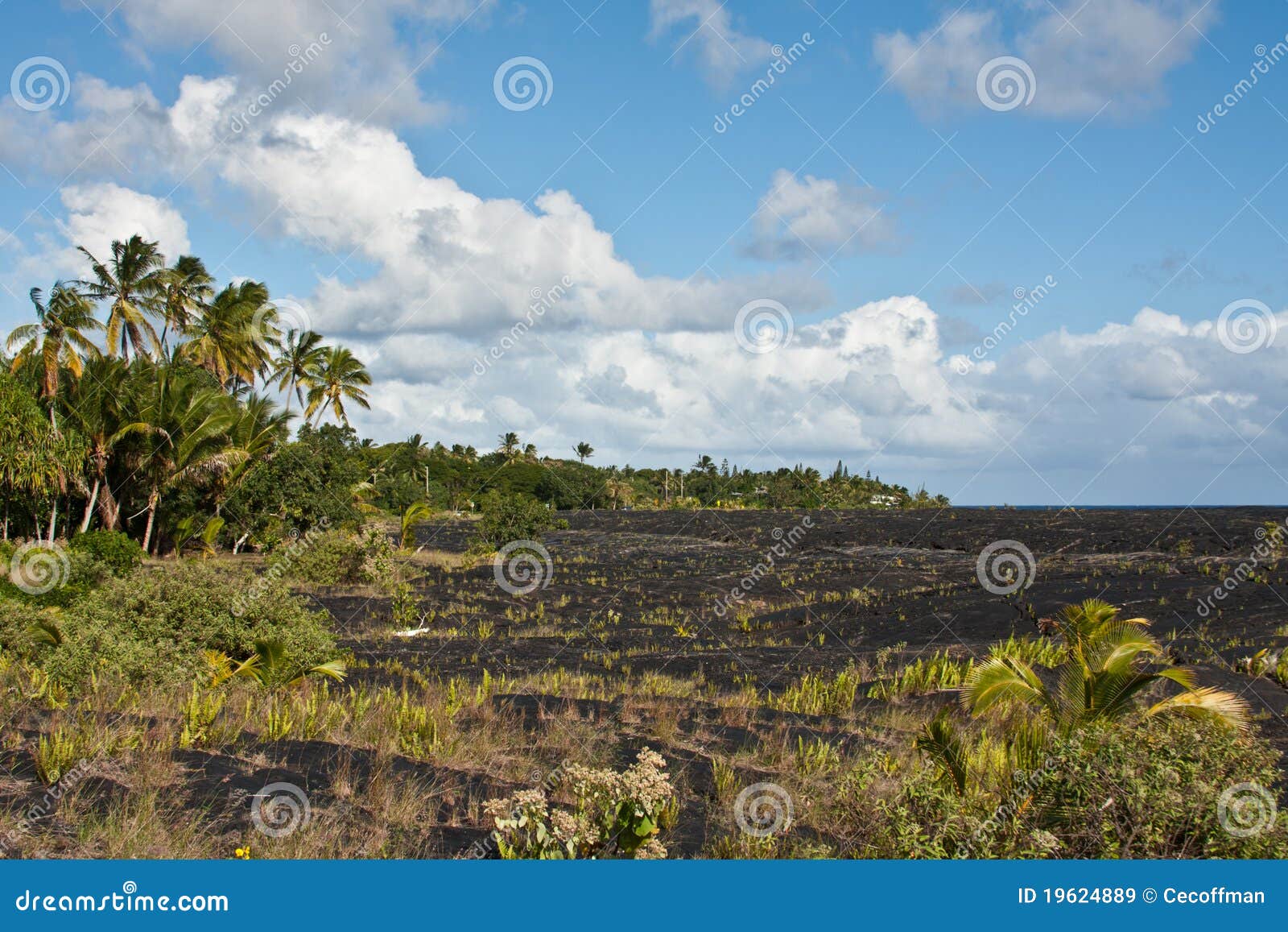 Kalapana stock image. Image of volcanic, palm, outdoors - 19624889