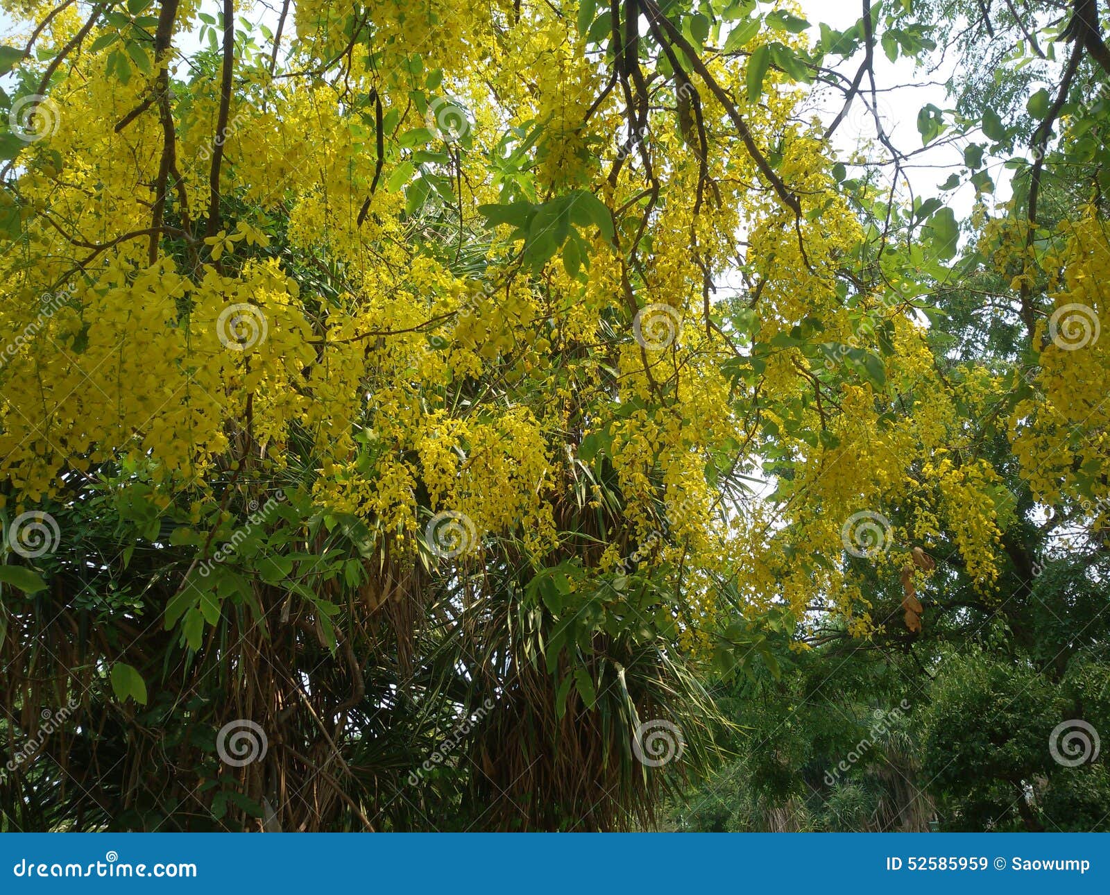 Kalapapruek flowers stock image. Image of tree, park - 52585959