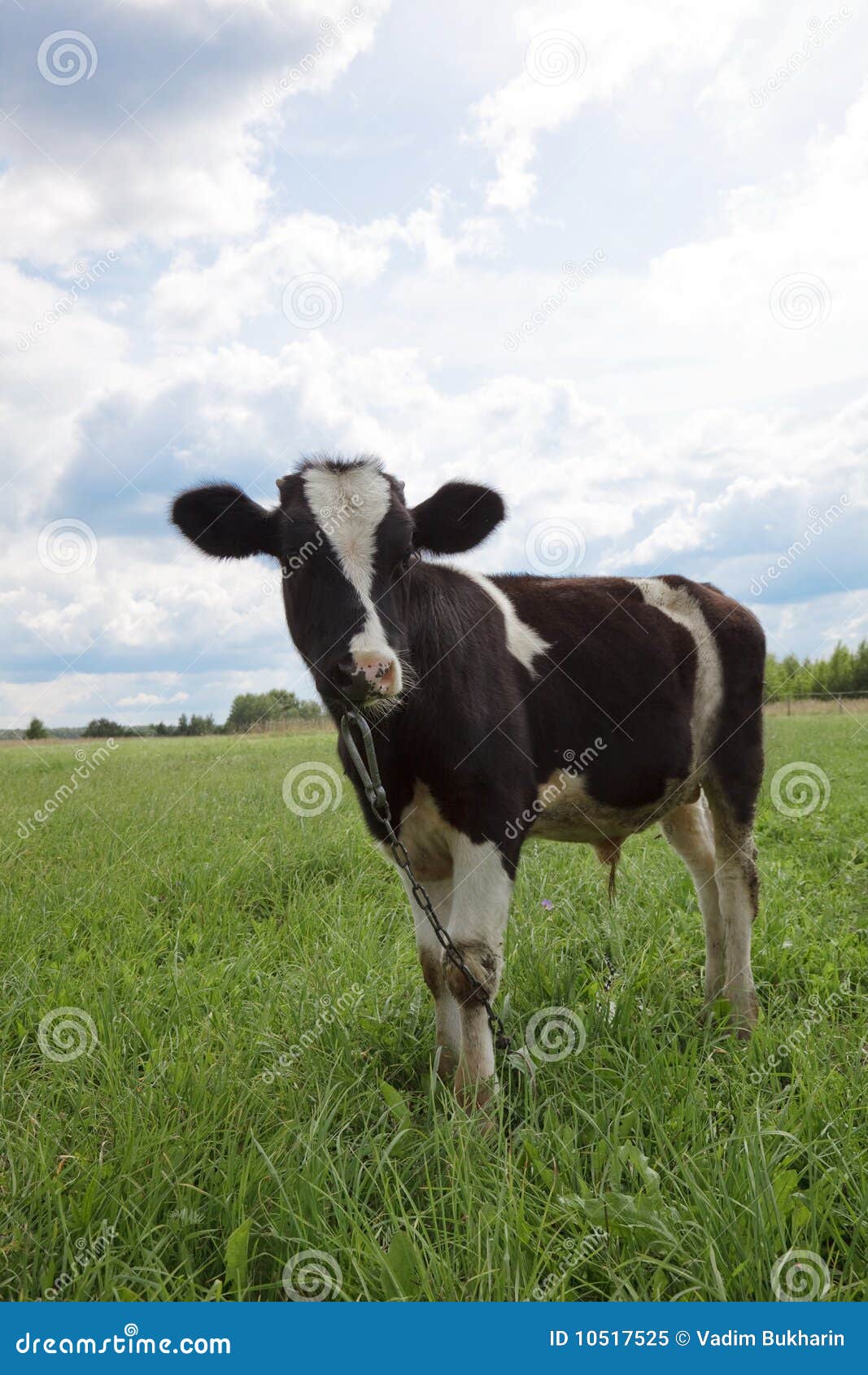 Kalb stockbild. Bild von kalb, nett, rinder, bauernhof - 10517525