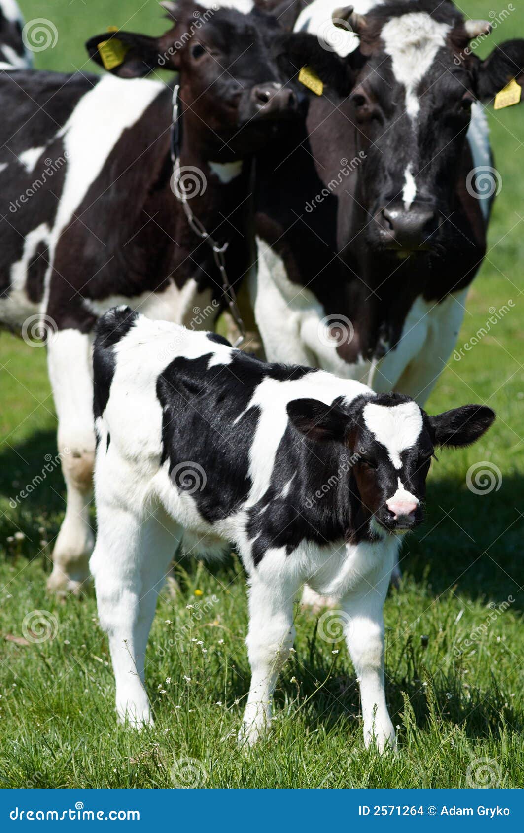 Kalb stockfoto. Bild von porträt, kopf, bewirtschaften - 2571264