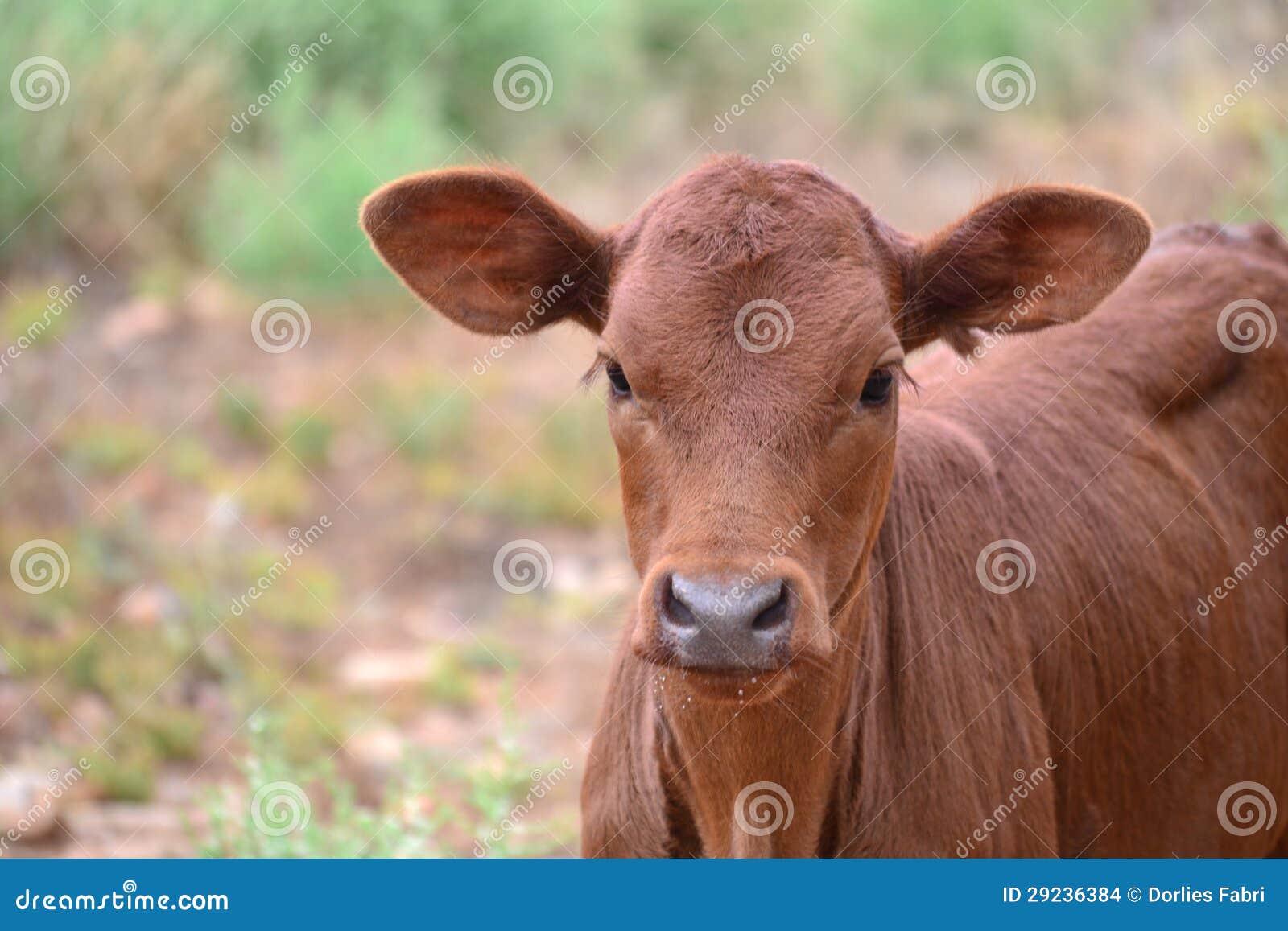 Kalb stockfoto. Bild von vieh, rindfleisch, afrika, rinder - 29236384