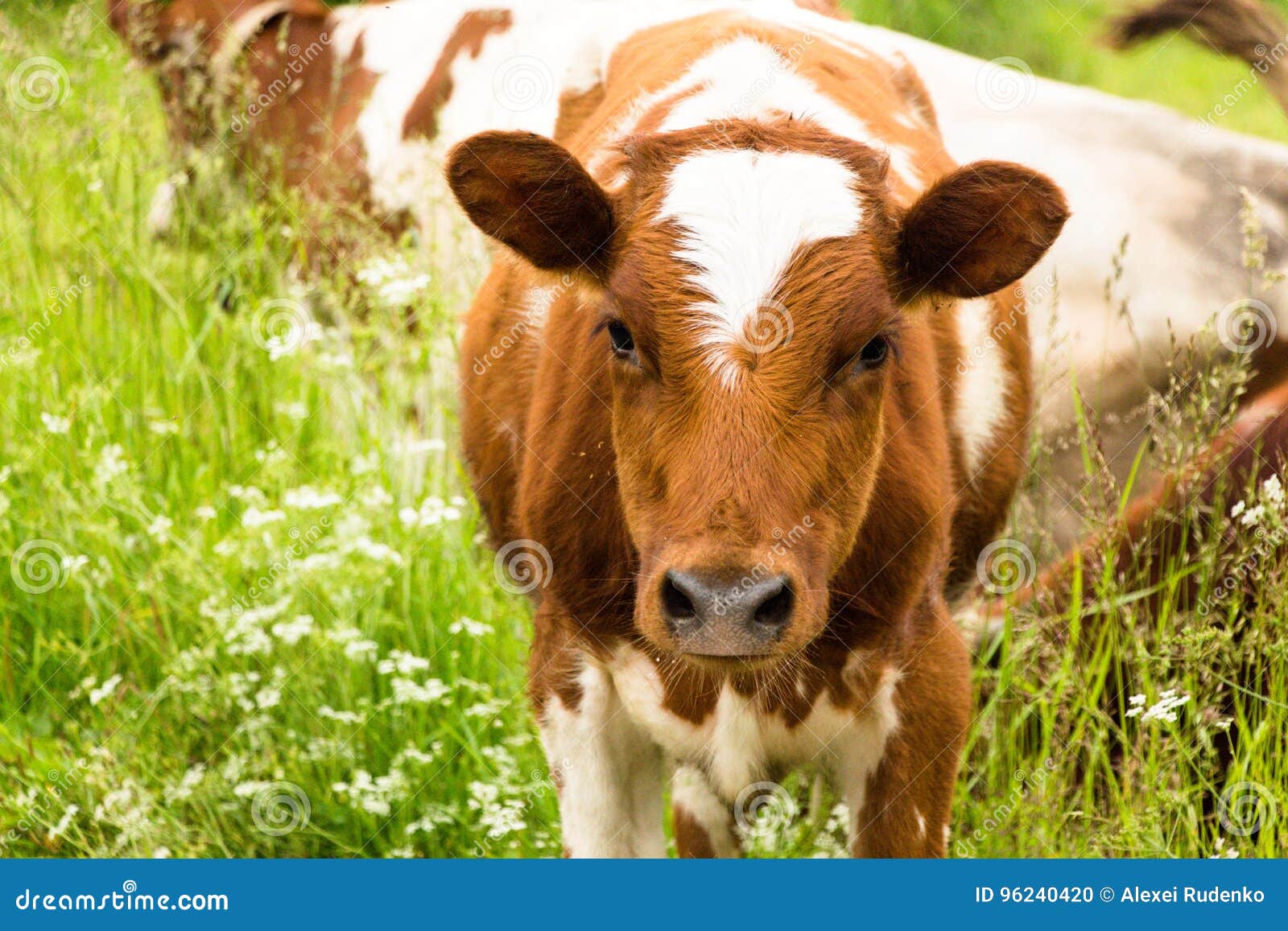 Kalb Ein Kleines Cow& X27; S-Junges Stockfoto - Bild von säugetier ...