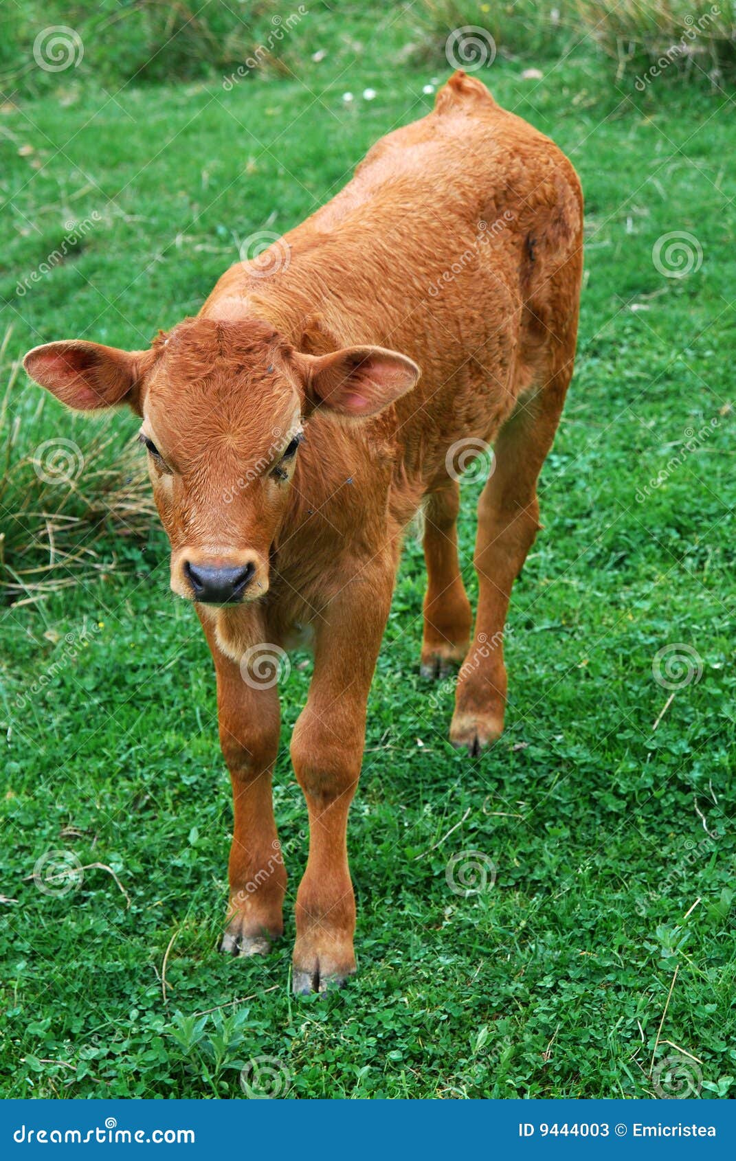 Kalb einer Kuh stockbild. Bild von gras, rostbraun, säugetier - 9444003