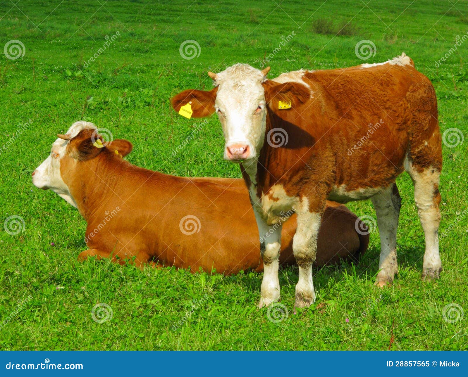Kalb mit Mutter auf Wiese stockbild. Bild von rindfleisch - 28857565