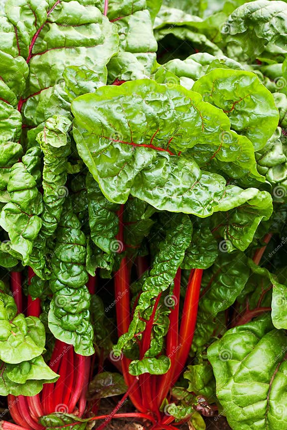 Kale stock photo. Image of kale, summer, pattern, plant - 10011280