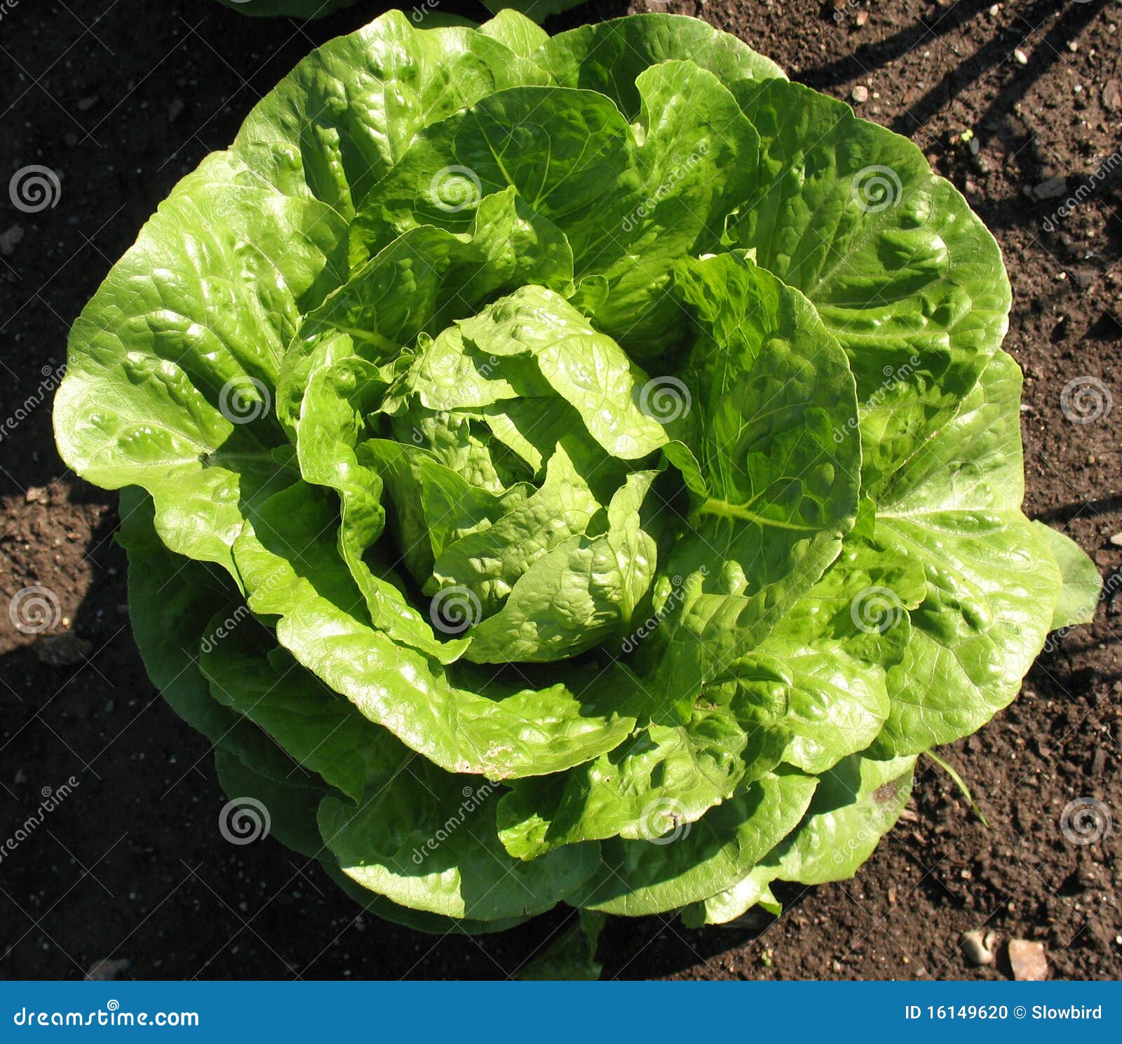 Kale stock photo. Image of cook, growing, abstract, garden - 16149620