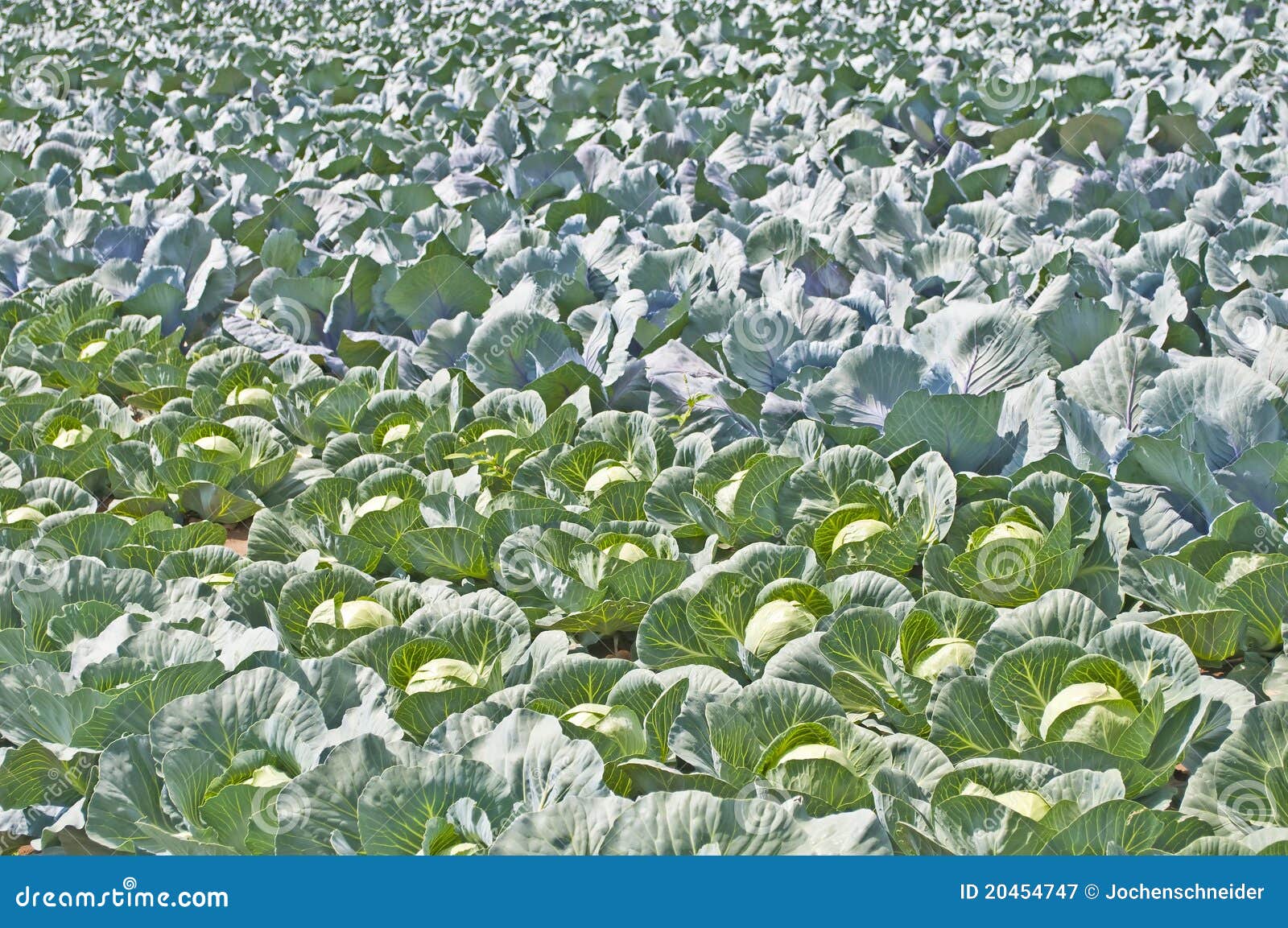Kale imagem de stock. Imagem de campo, cultivar, vegetal - 20454747