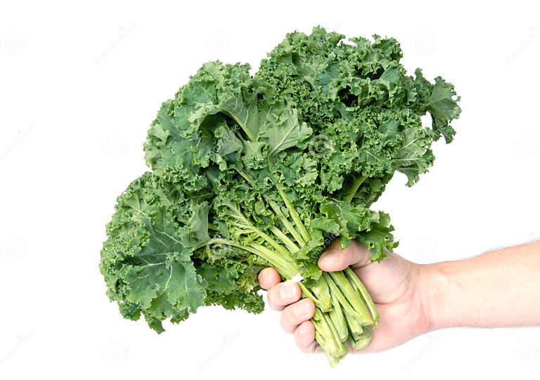 Kale stock image. Image of twist, green, vegetable, curly - 3558713