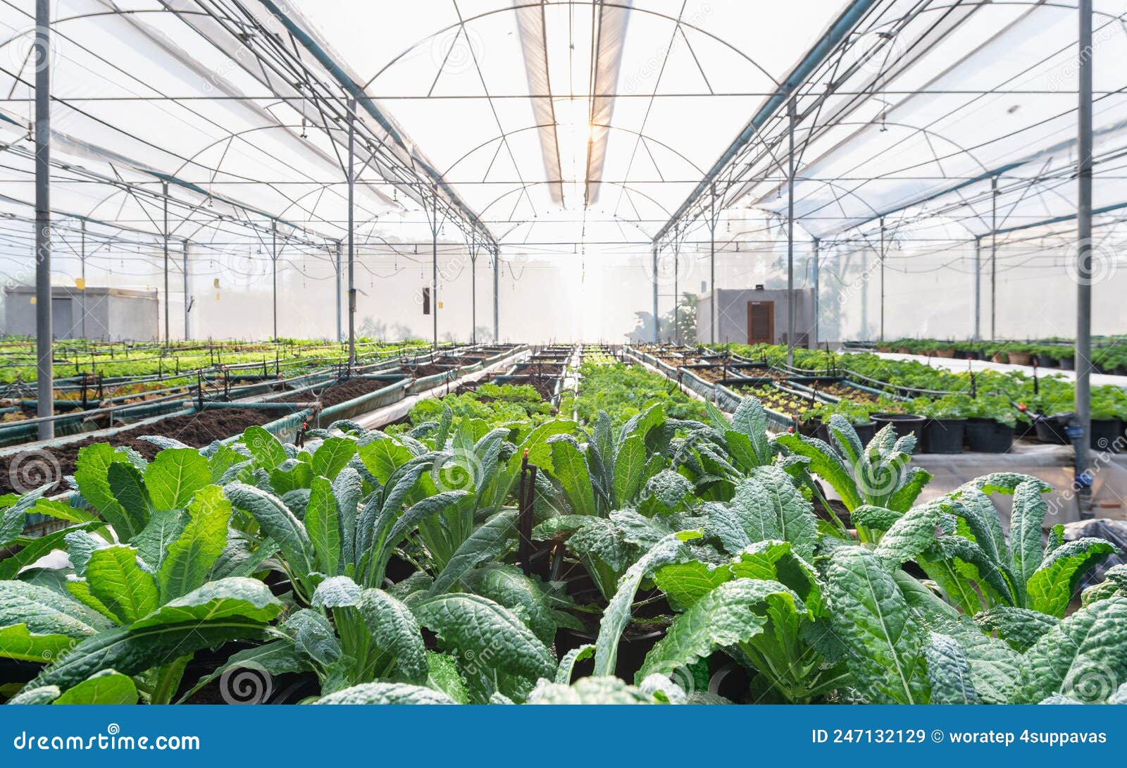 Kale and Assorted Lettuce in the Greenhouse Organic Stock Image - Image ...