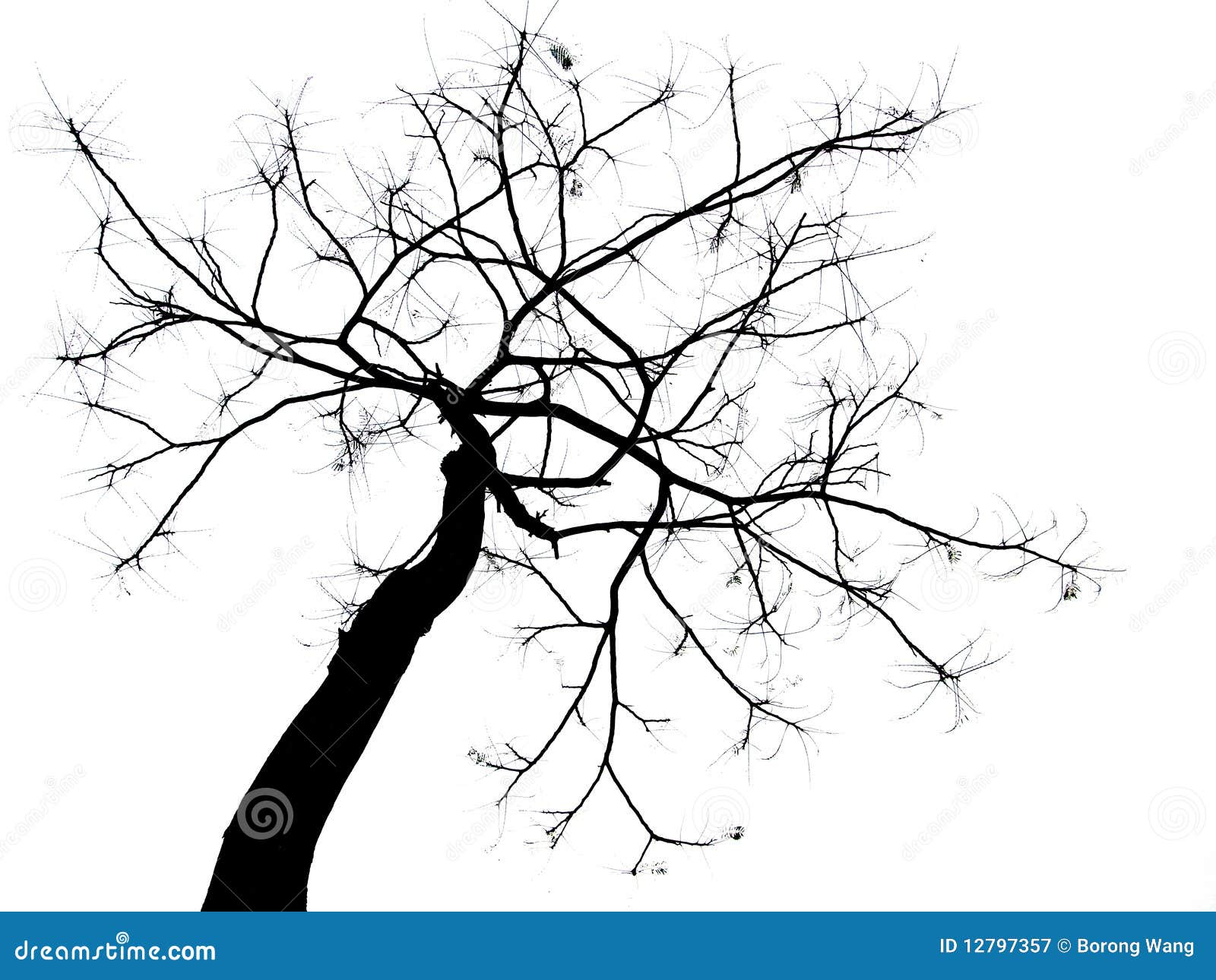 Kale boom stock afbeelding. Image of cijfer, boom, blad - 12797357