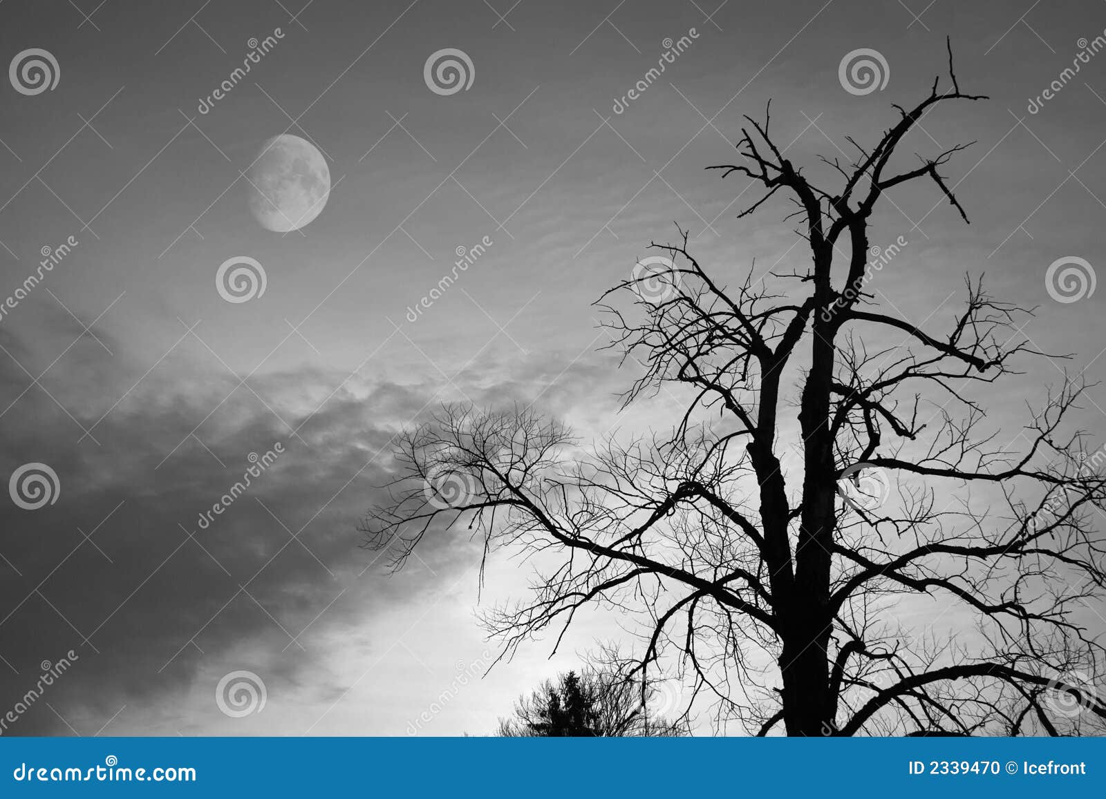 Kale boom stock foto. Image of droevig, eenzaam, alleen - 2339470