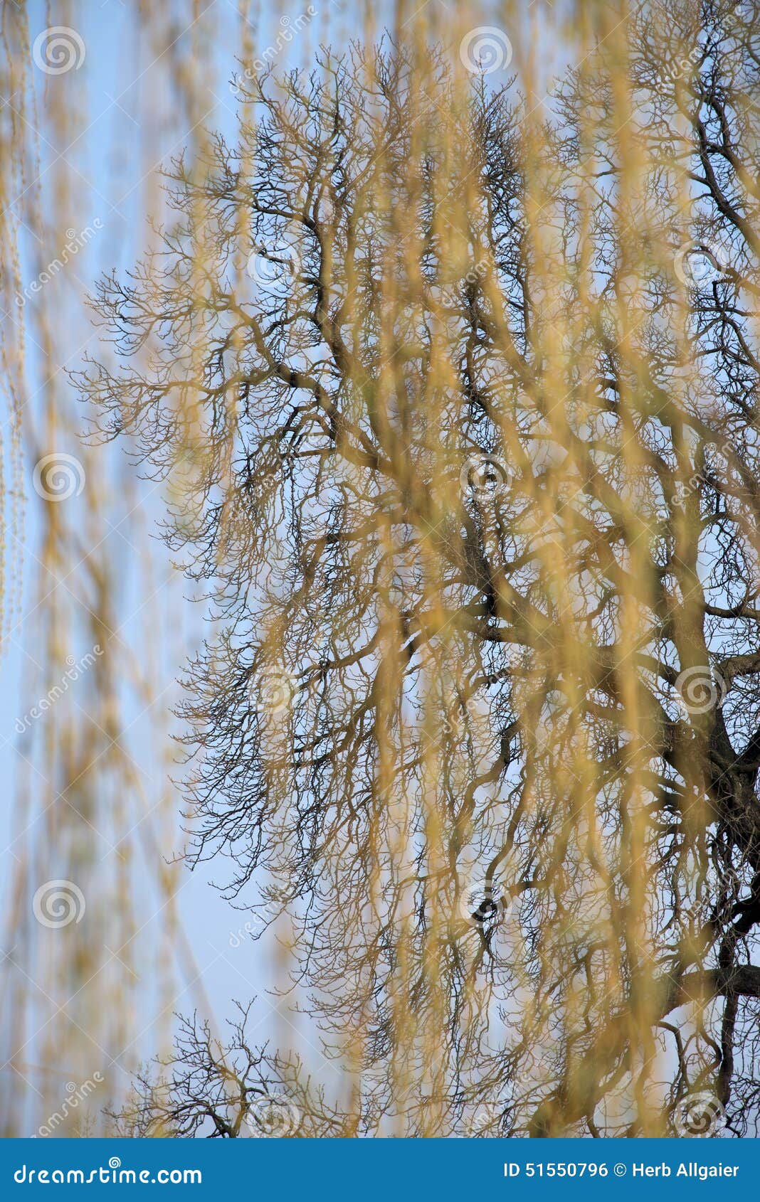 Kale boom stock foto. Image of huilen, geel, kaal, lente - 51550796