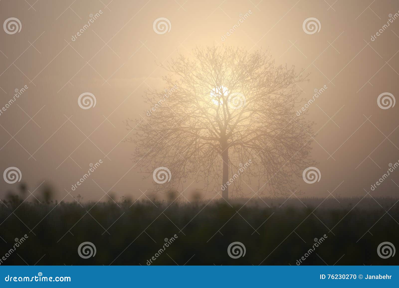 Kale boom stock foto. Image of bomen, humeurig, weide - 76230270