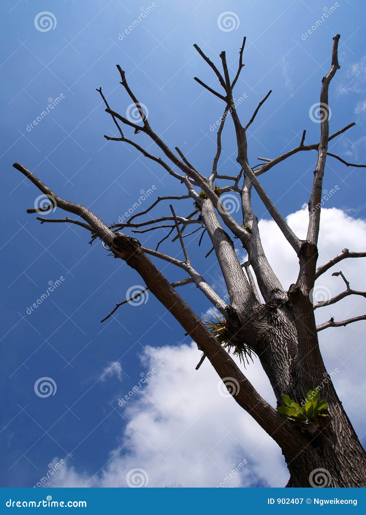 Kale Boom stock afbeelding. Image of hemel, tuin, romantisch - 902407