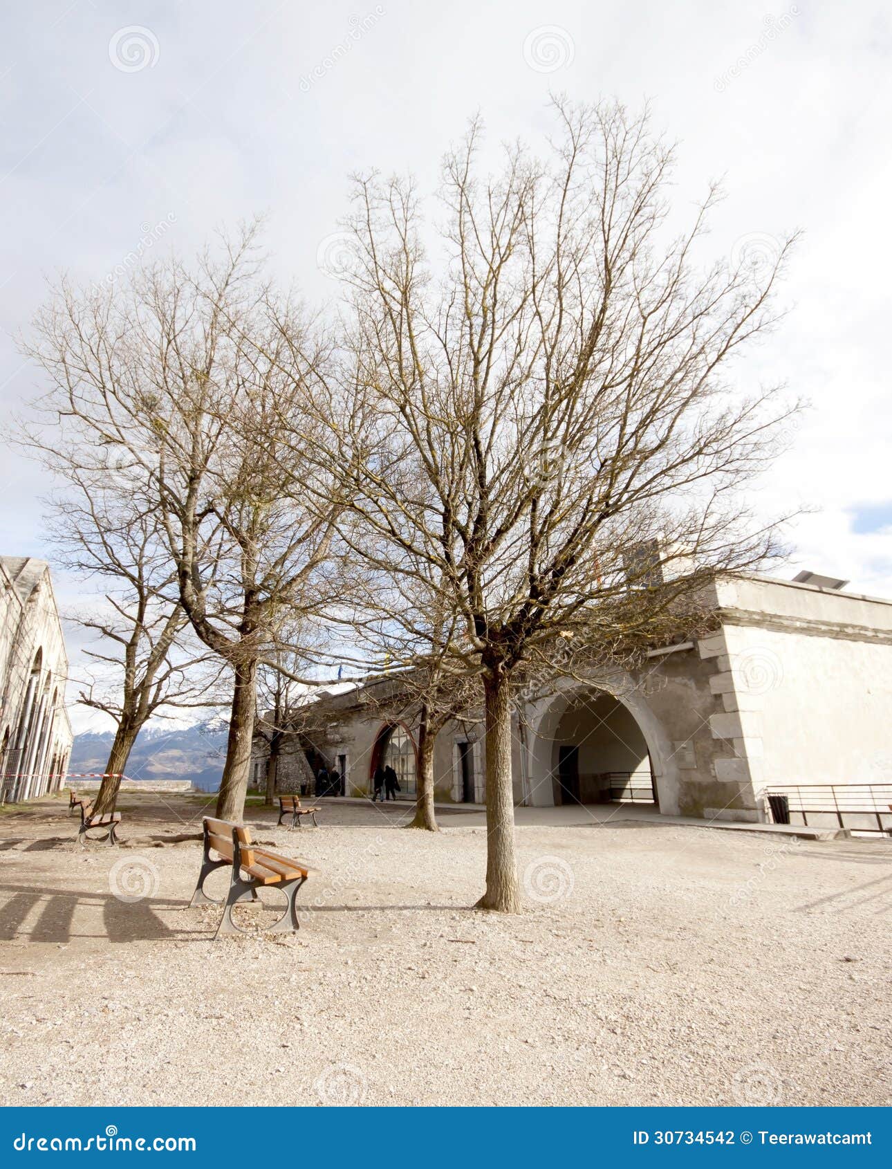 Kale boom in de herfst. stock foto. Image of seizoen - 30734542