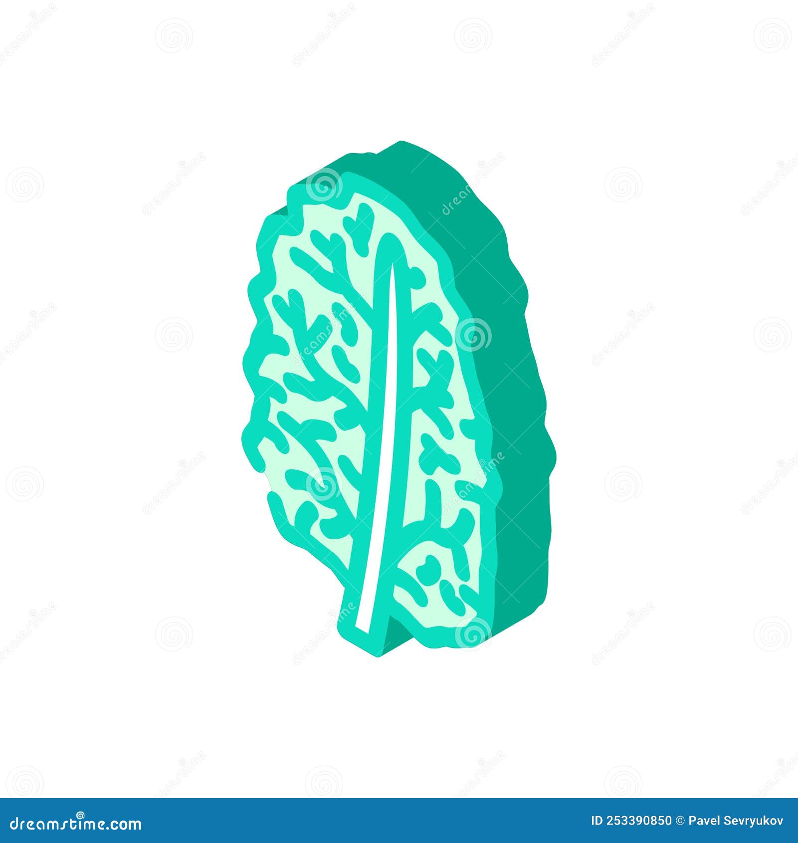 Kale Cabbage Isometric Icon Vector Illustration Stock Illustration ...