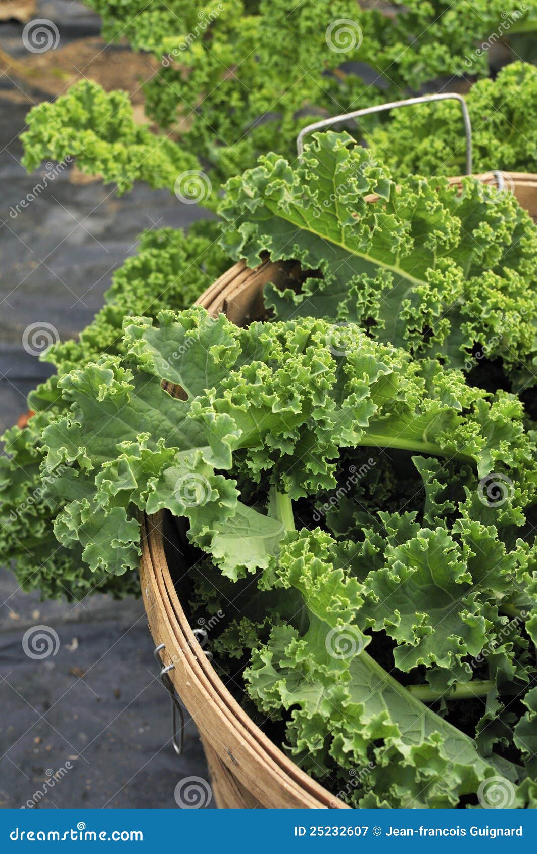 Kale crop stock image. Image of gardening, healthy, lettuce - 25232607