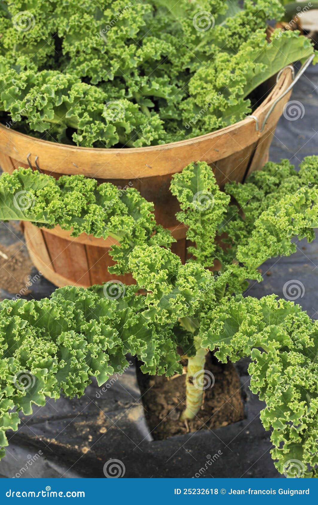 Kale crop stock photo. Image of plant, vegetable, legume - 25232618