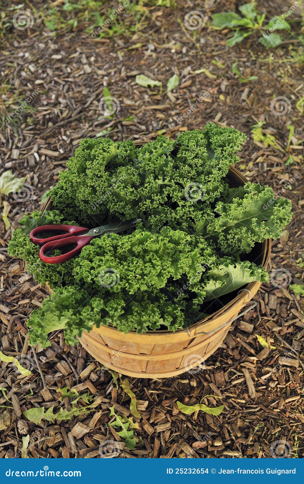 Kale crop stock photo. Image of crop, healthy, food, moss - 25232654