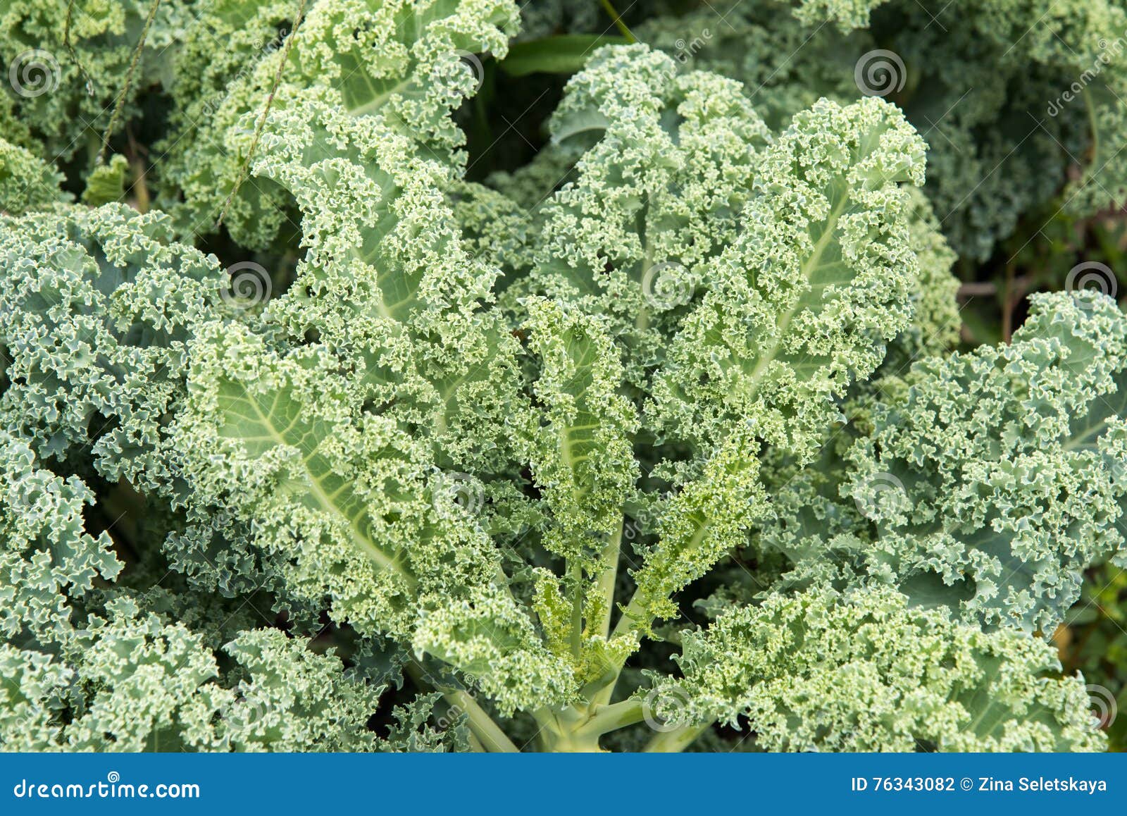 Kale crop stock photo. Image of crop, leaf, food, agriculture - 76343082