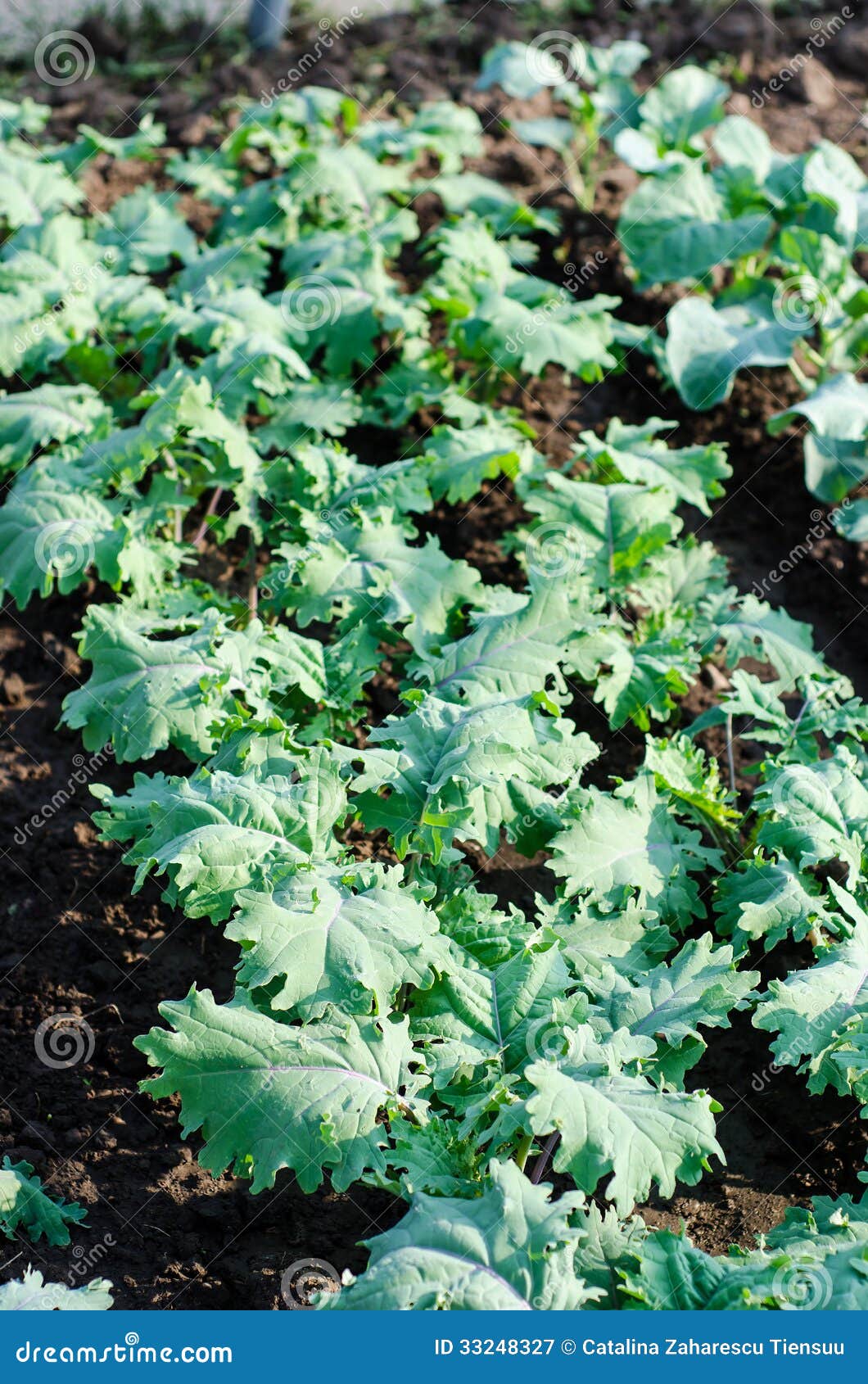 Kale crops stock image. Image of plants, greens, growing - 33248327
