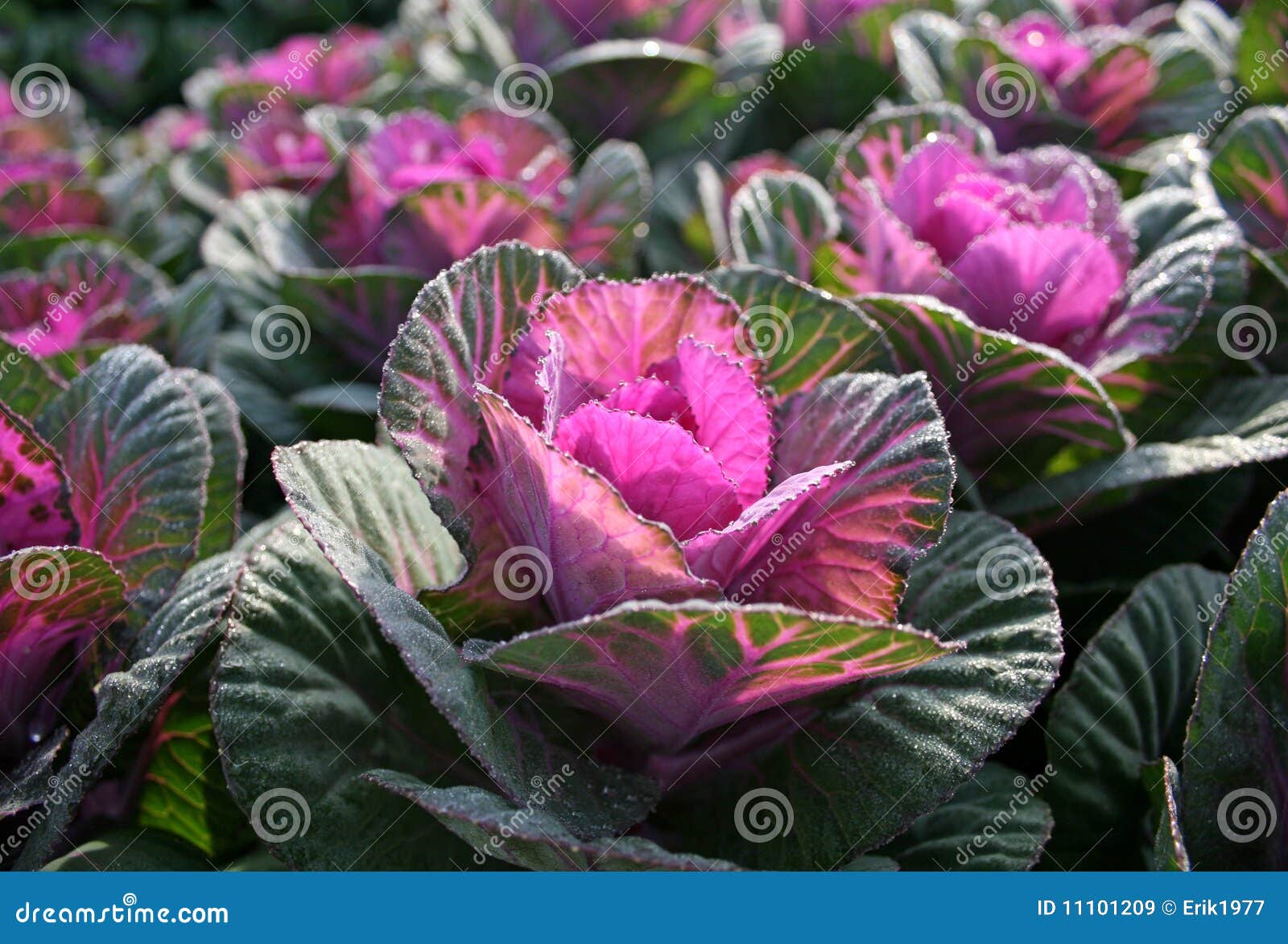 Kale Do Ornamental Do Brassica Imagem de Stock - Imagem de agricultura ...