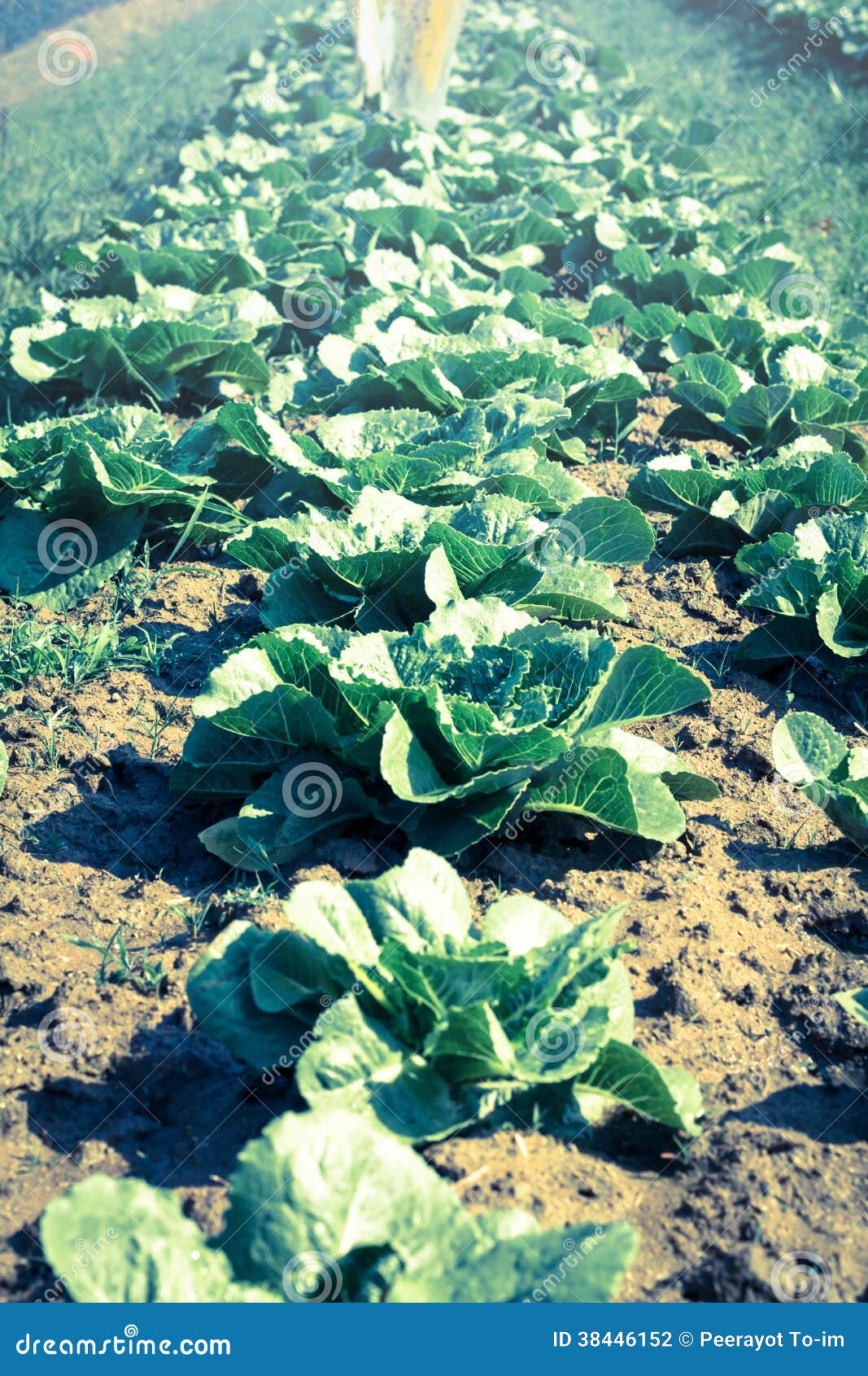 2,835 Kale Farm Field Photos - Free & Royalty-Free Stock Photos from ...