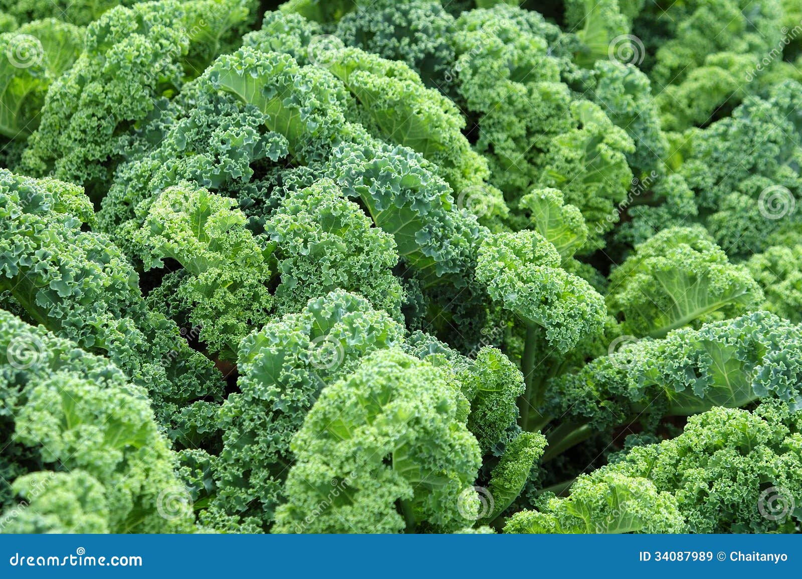 Kale on a farm stock image. Image of field, health, produce - 34087989