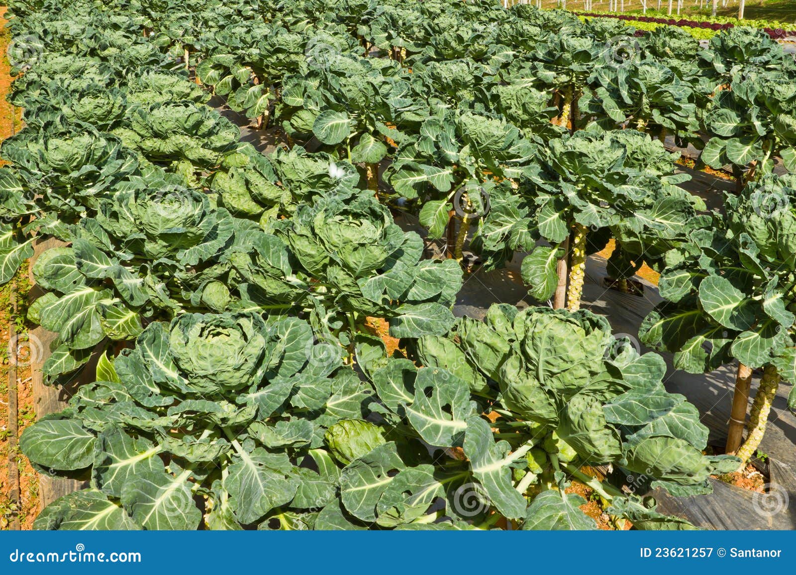 Kale farmland stock image. Image of cabbage, healthy - 23621257