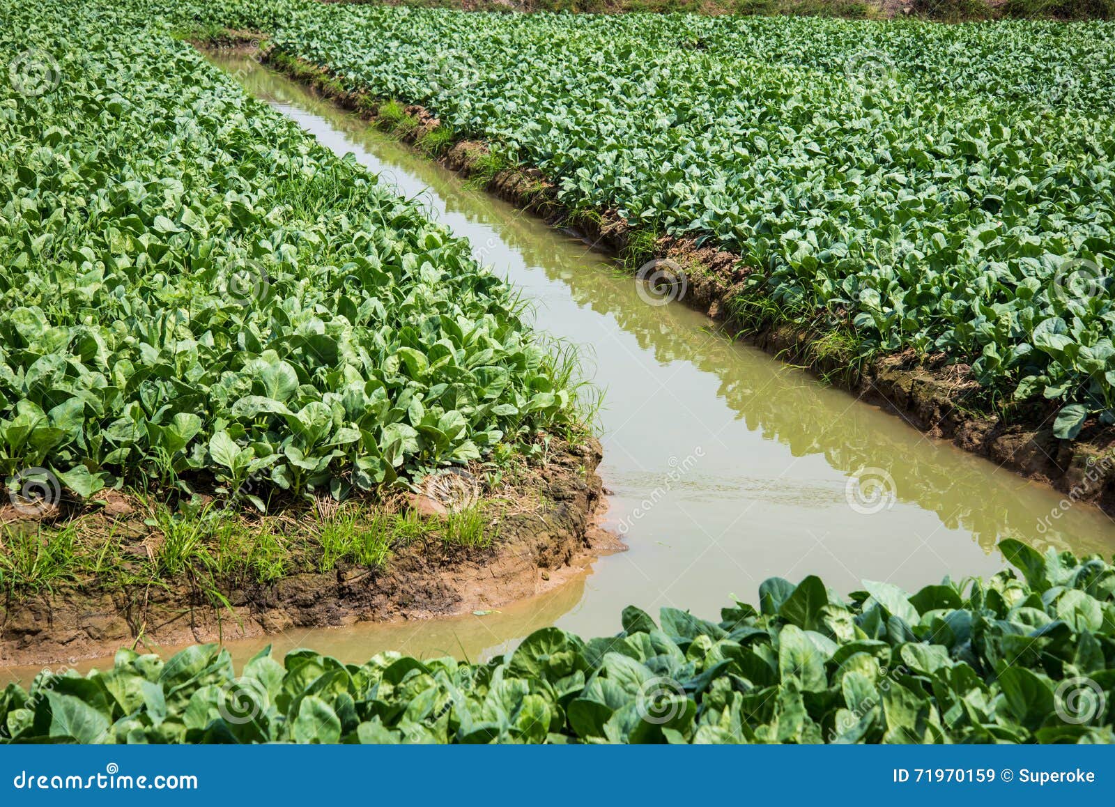 Kale field stock image. Image of farm, cultivate, leaf - 71970159