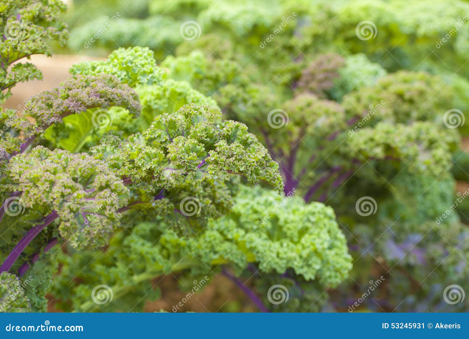 Kale stock image. Image of garden, food, coral, growing - 53245931