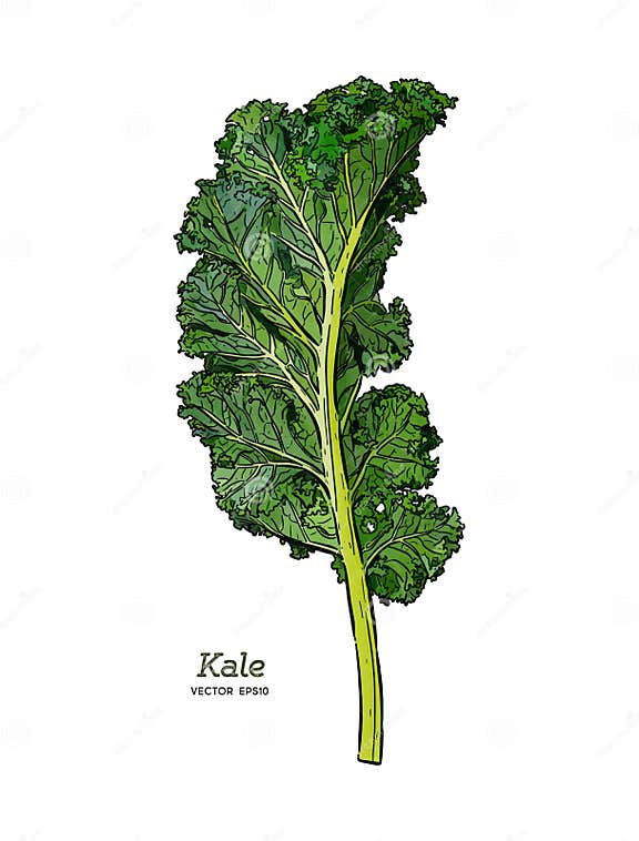 Kale, Hand Draw Vector. Vegetable Stock Vector - Illustration of draw ...