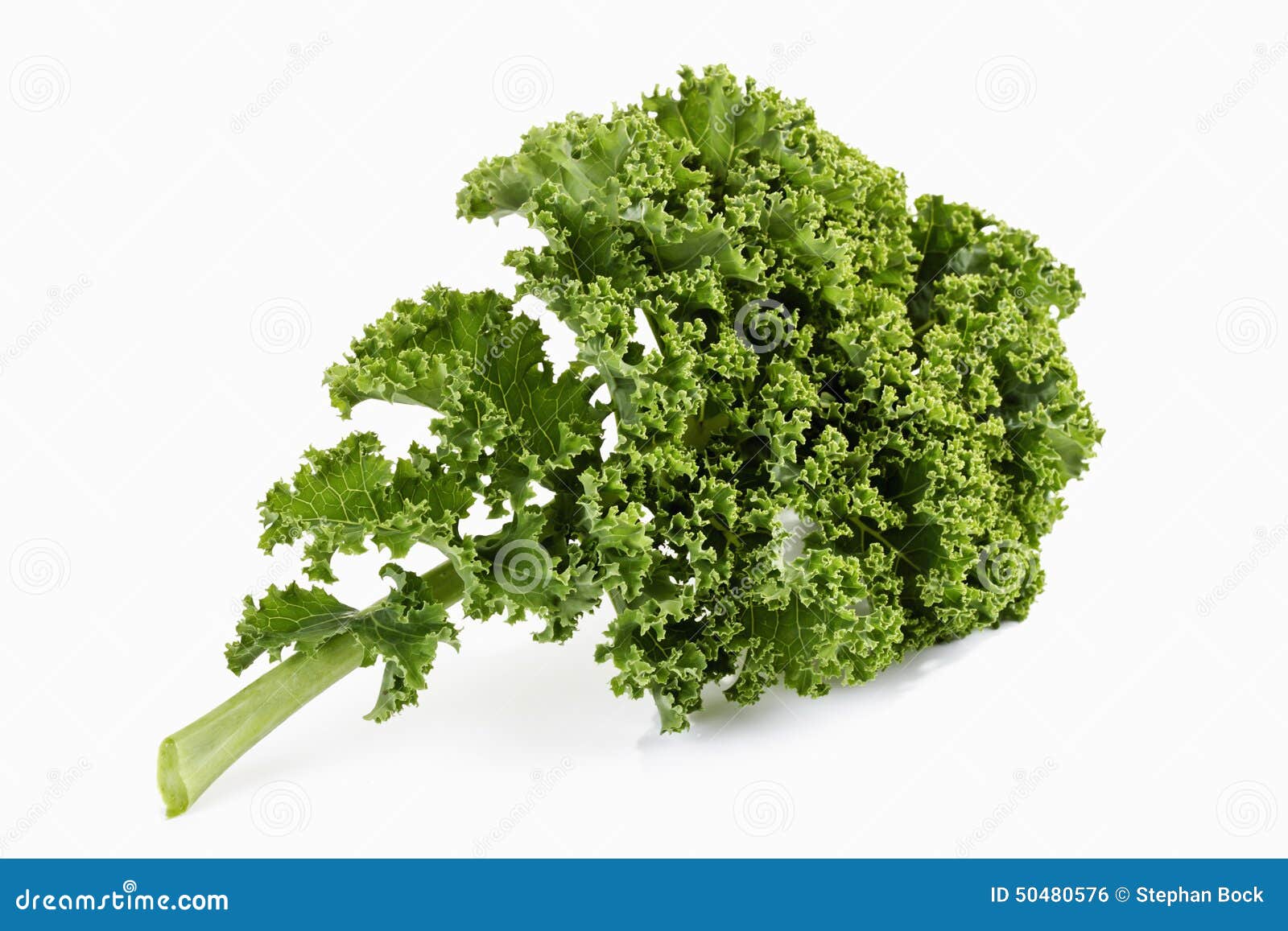 Kale isolated on white stock photo. Image of white, wild - 50480576